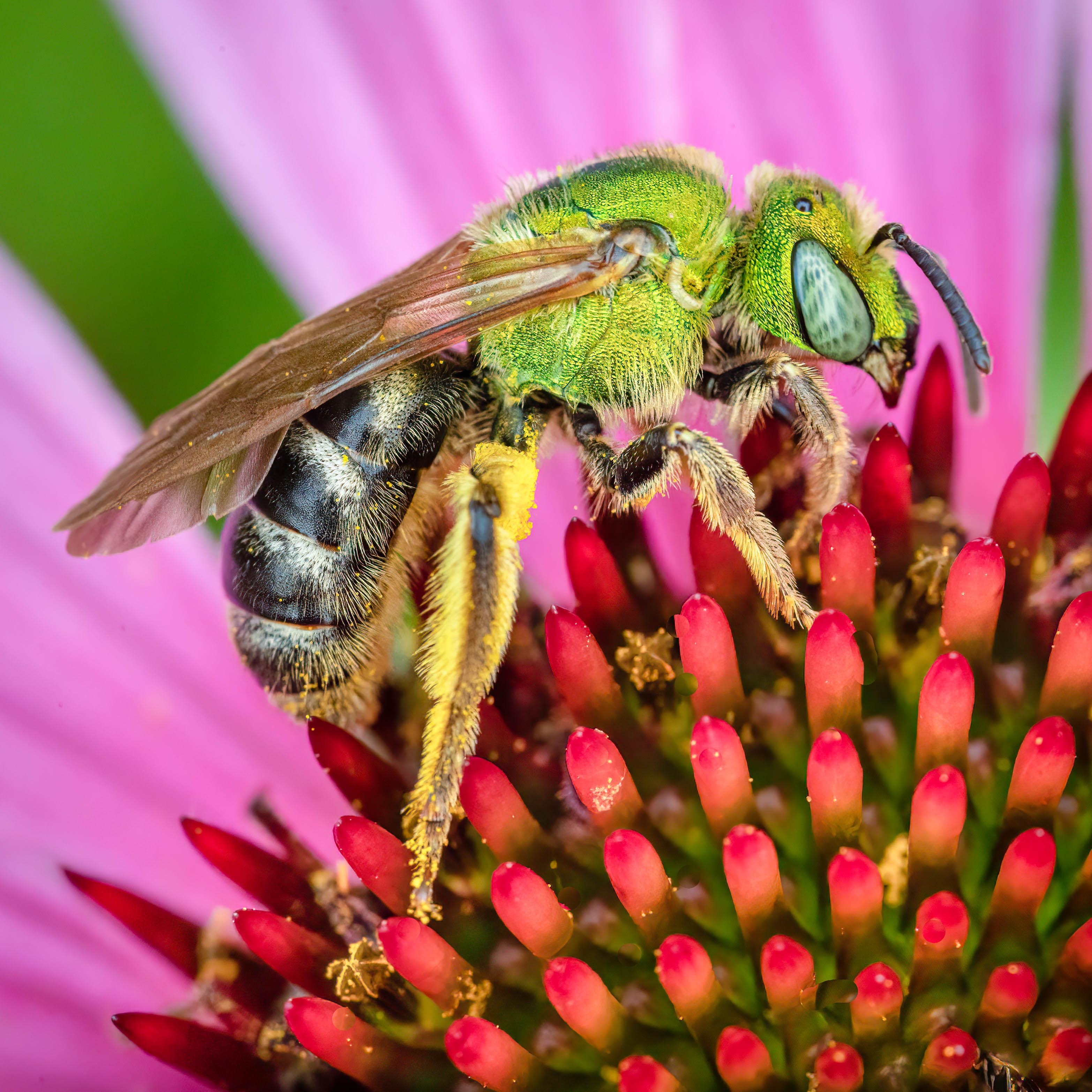 sweat bee | Scrolller
