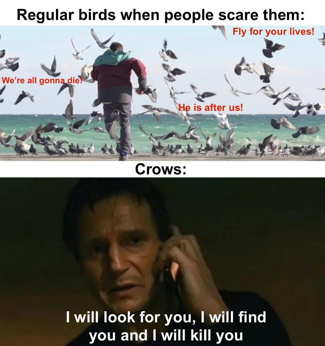 Fun fact: crows can seek revenge on humans for up to 17 years | Scrolller
