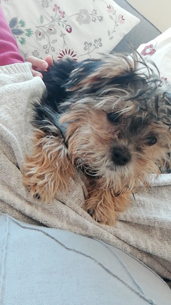 (OC) that's Chewbacca | Scrolller