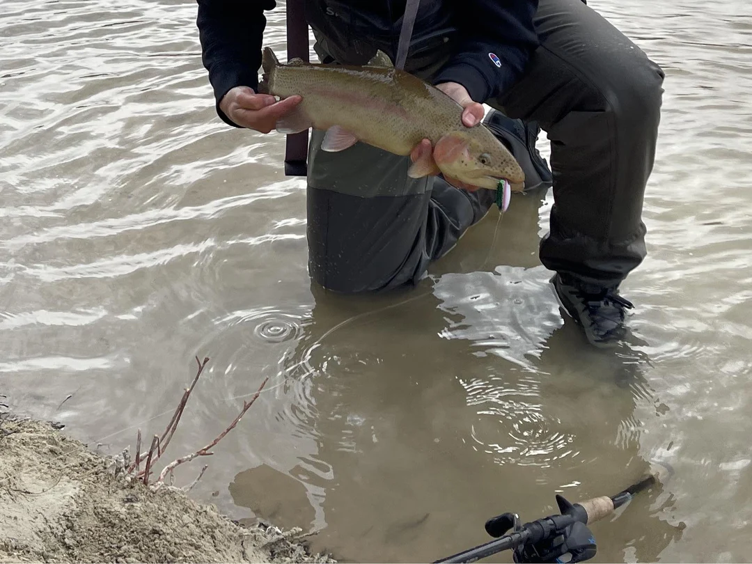 help on id of this fish | Scrolller