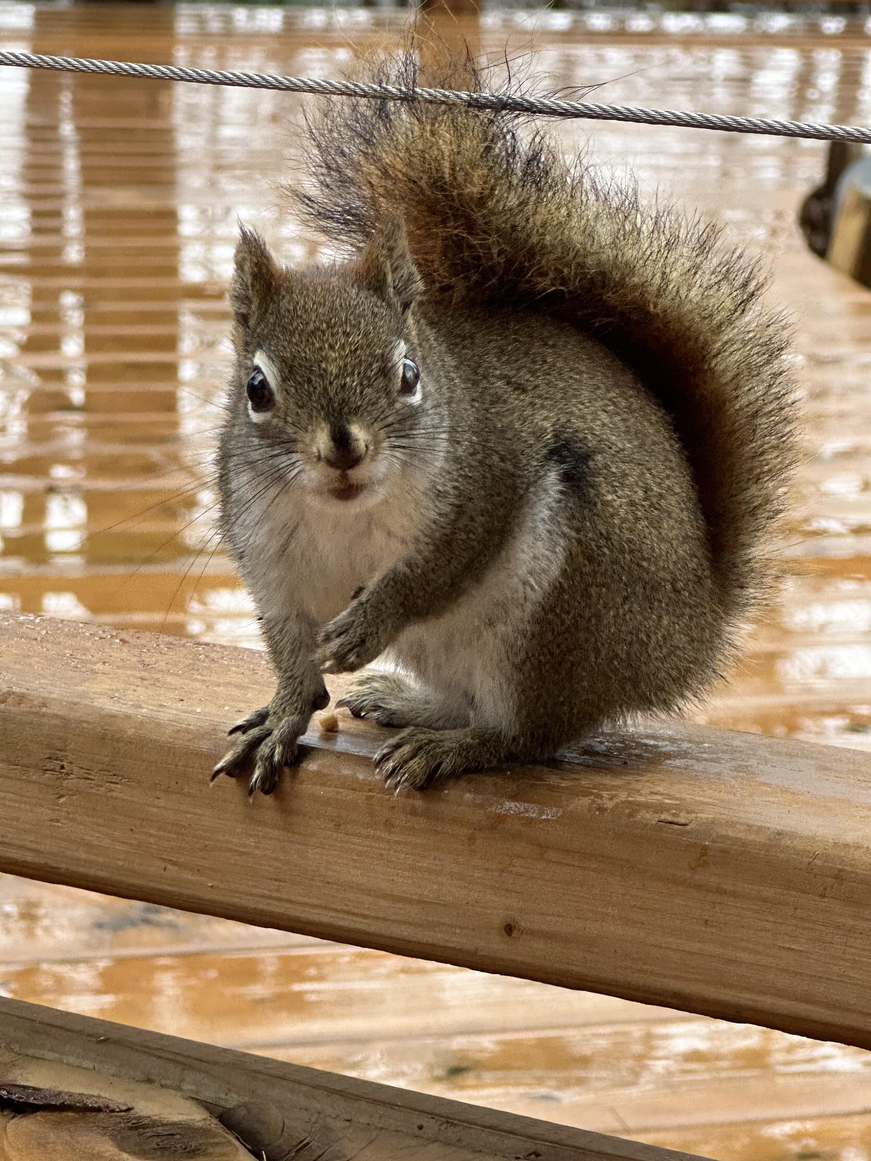 Discover more like Squirrels: My boy! and Related Content | Scrolller