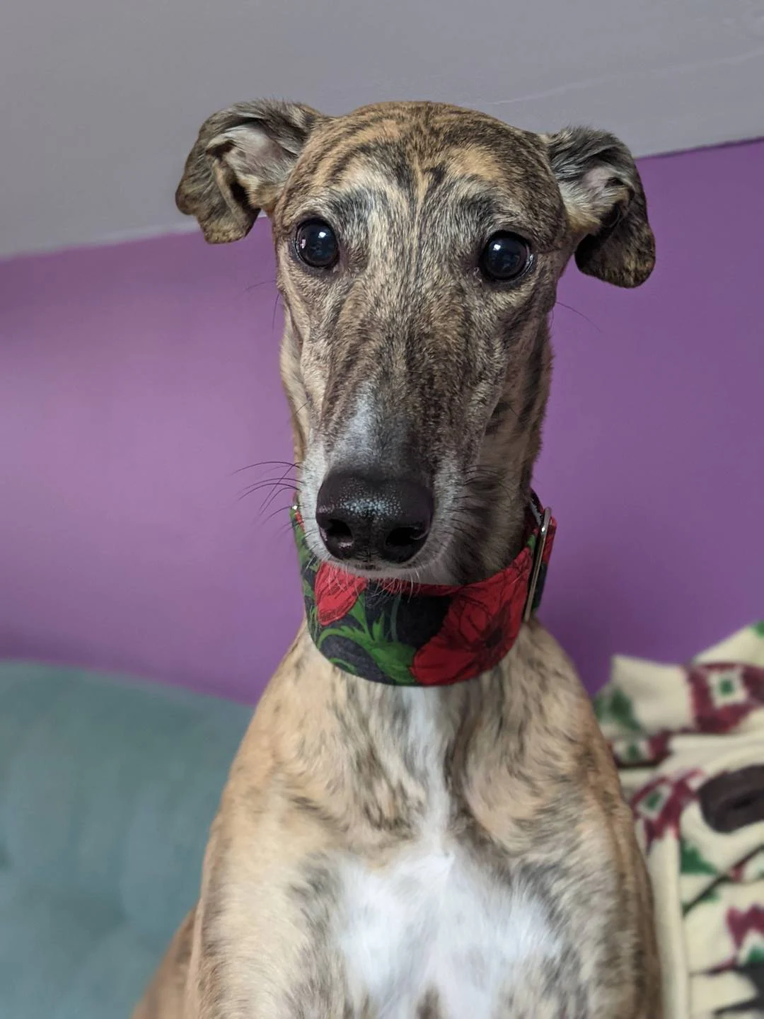 It's Poppy's gotcha day. | Scrolller