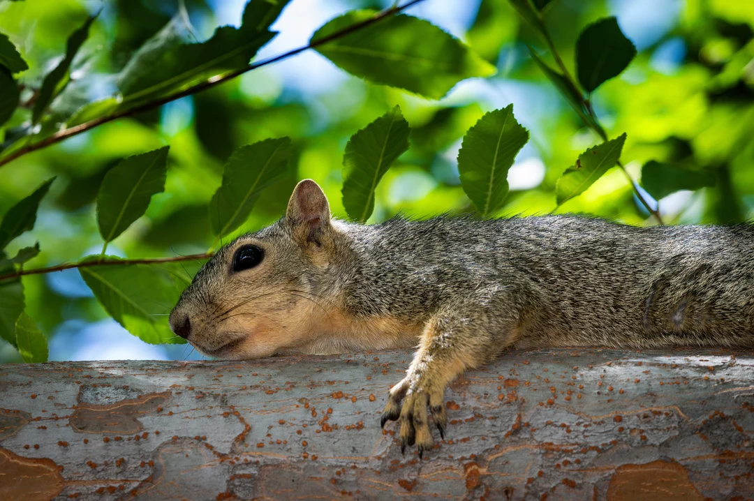 Relaxing on a warm Summer's Day Squirrel | Scrolller