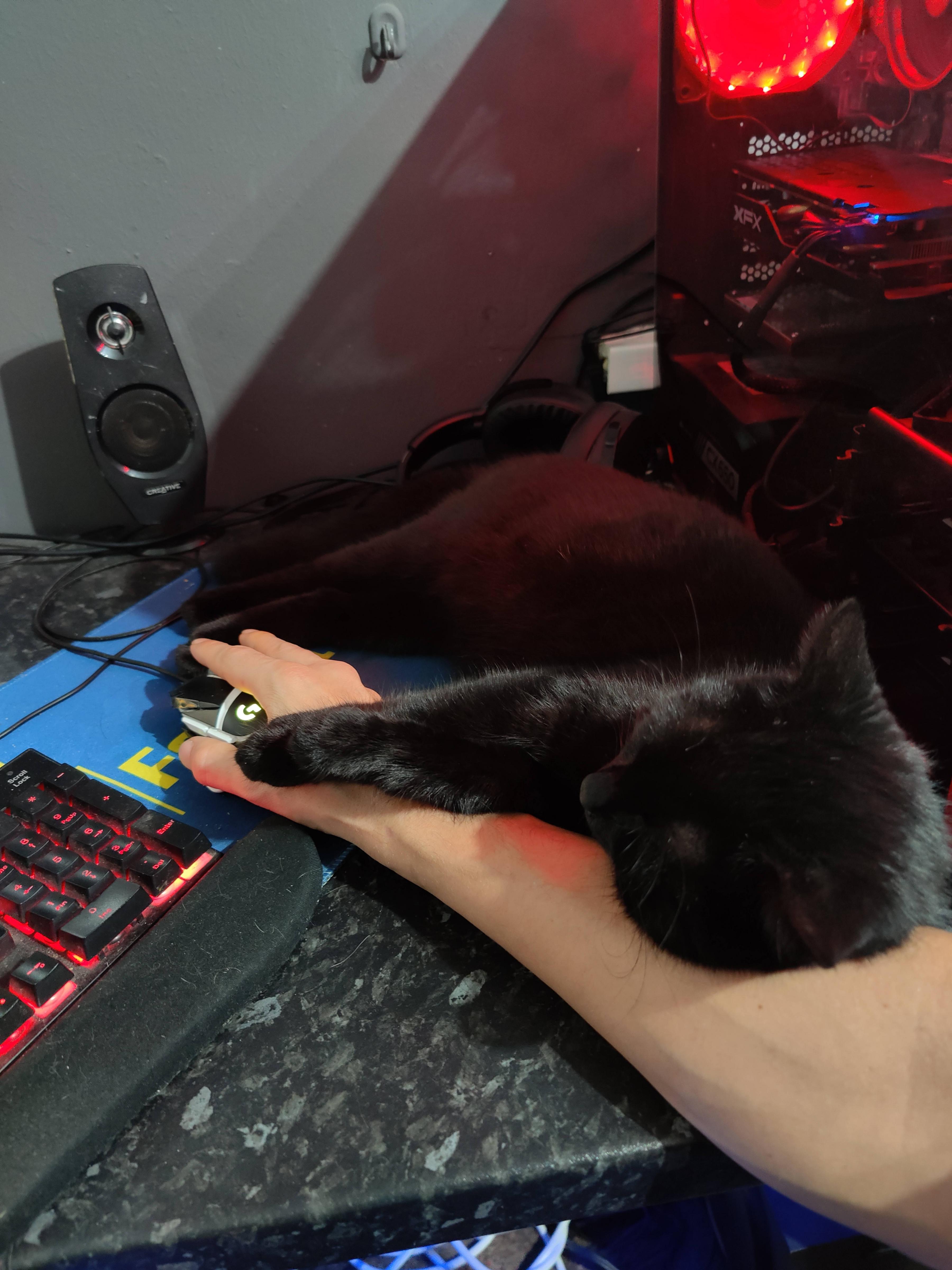 EnSlAvEd FeLiNe UsEd As AiM BoT | Scrolller