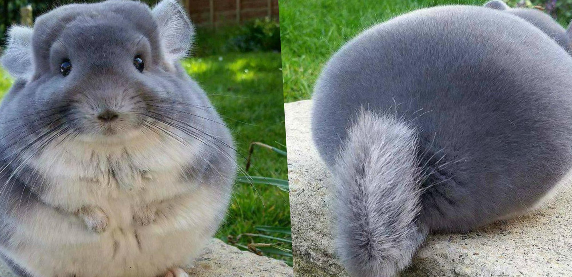 Perfectly round | Scrolller