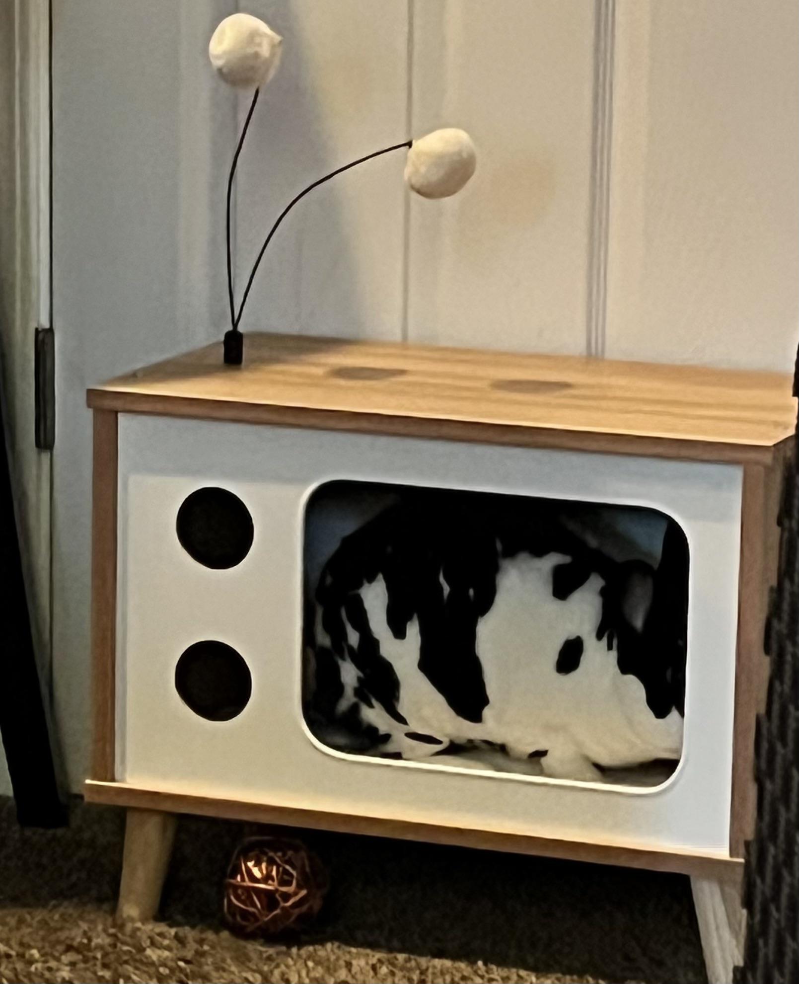 Current setups for the bunnies | Scrolller