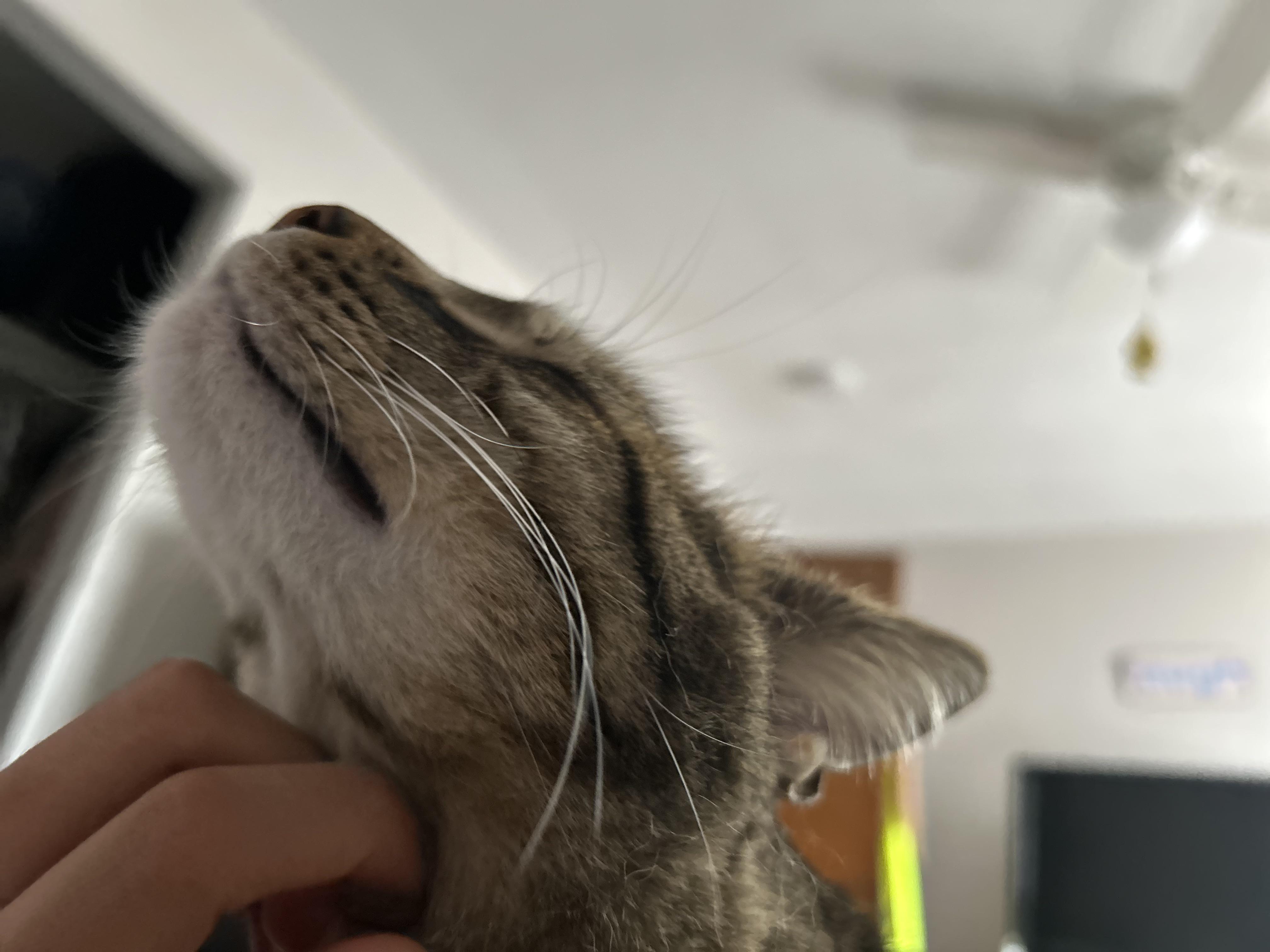Digging the chin scratches | Scrolller
