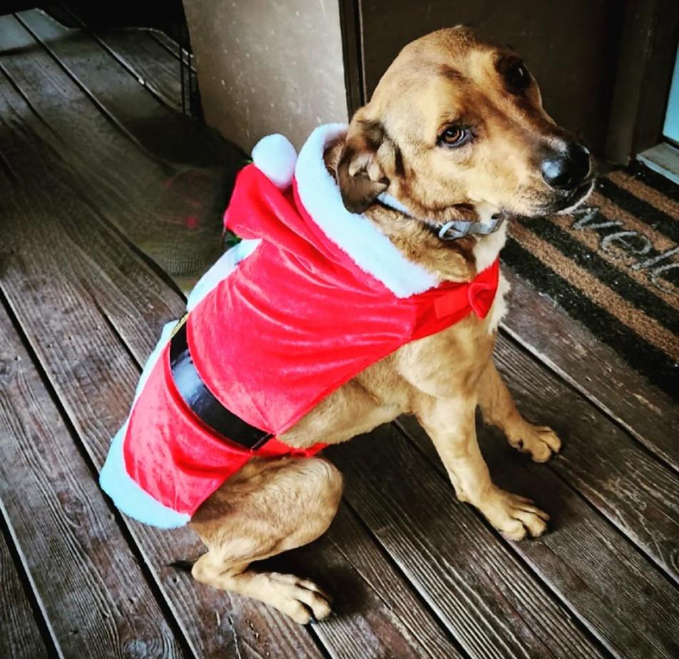 Buster paws | Scrolller