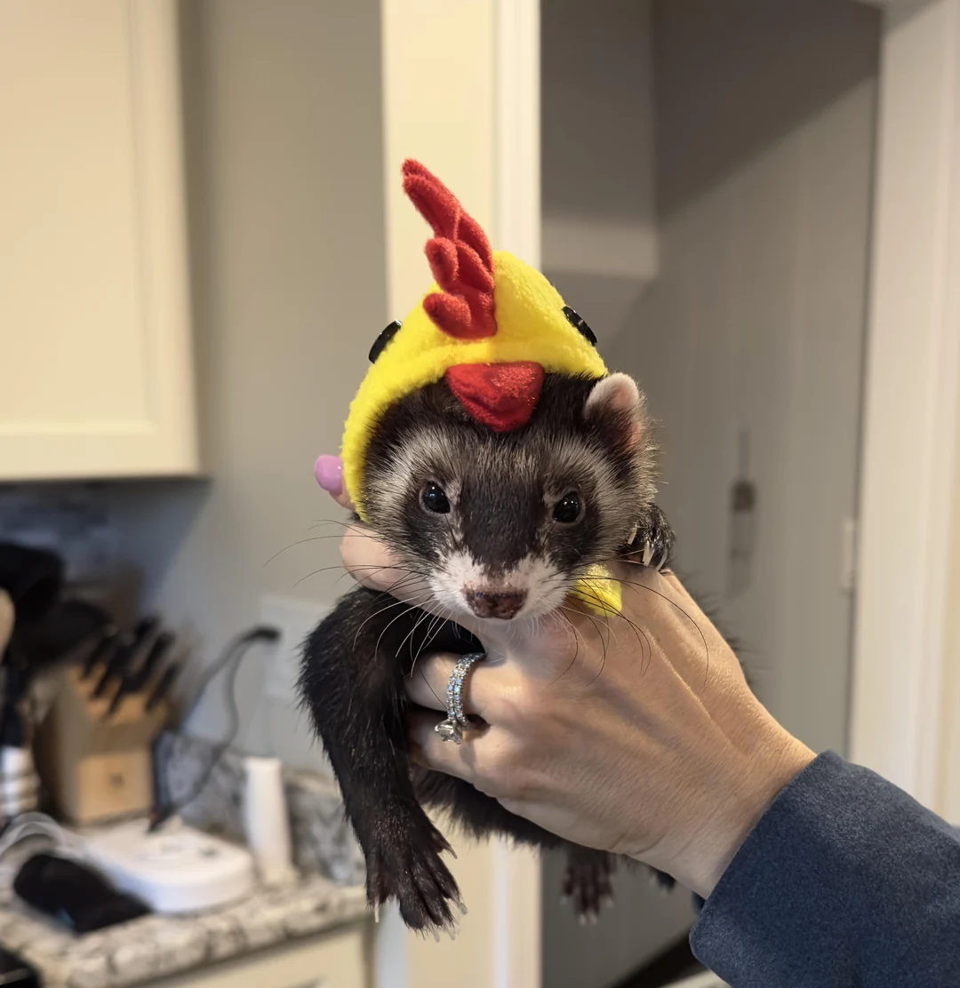 Frank The Chicken Ferret | Scrolller