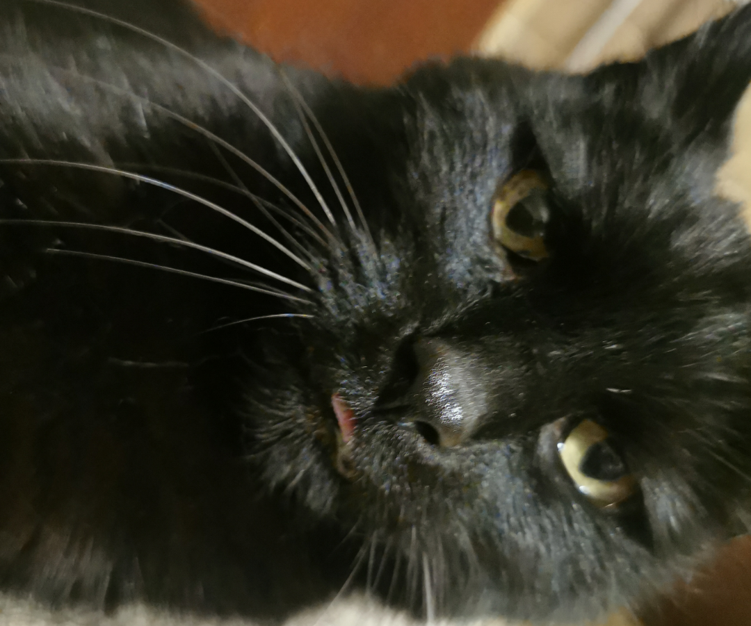 Another blep from our boy | Scrolller