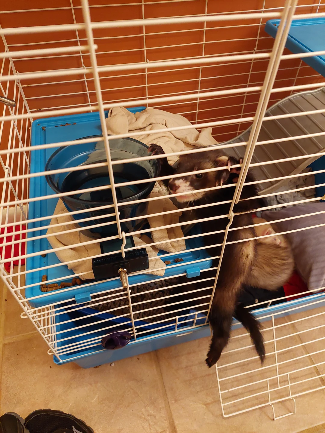 Two types of ferrets | Scrolller