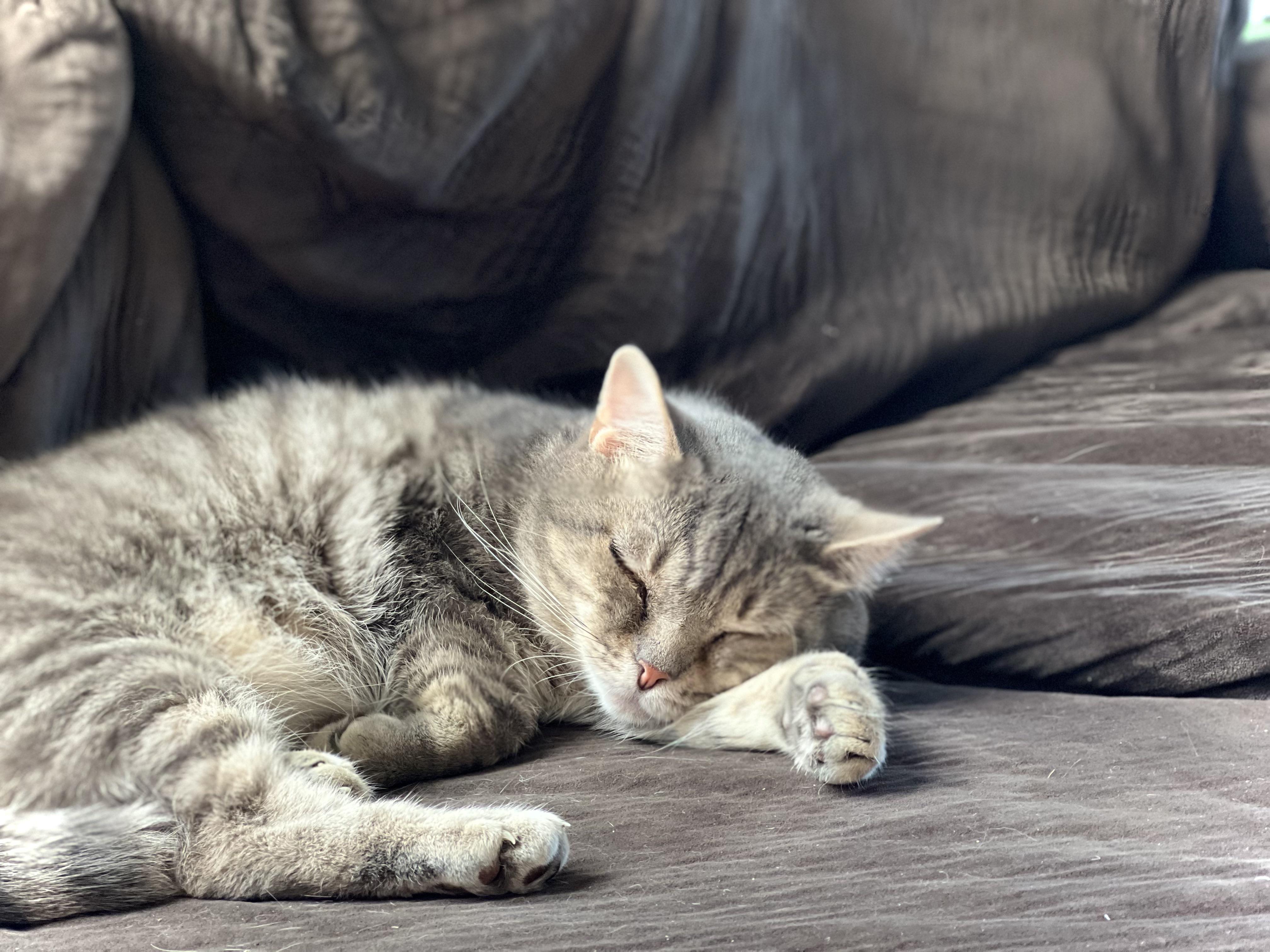 Meet my cat, Buster. (OC) | Scrolller