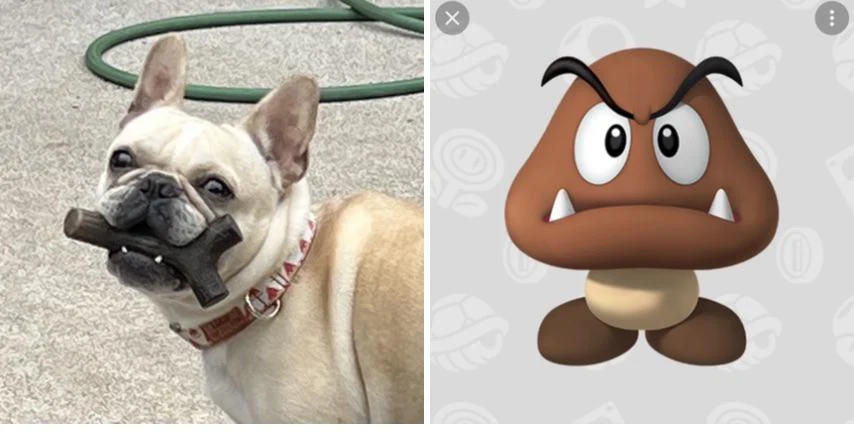 my goomba 😂 | Scrolller