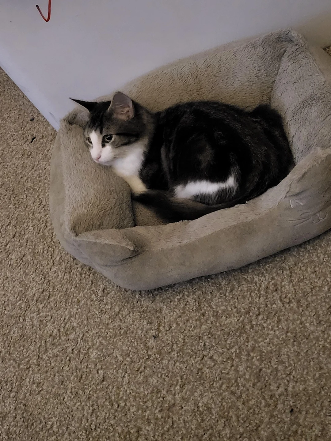 Finally Got Tired | Scrolller