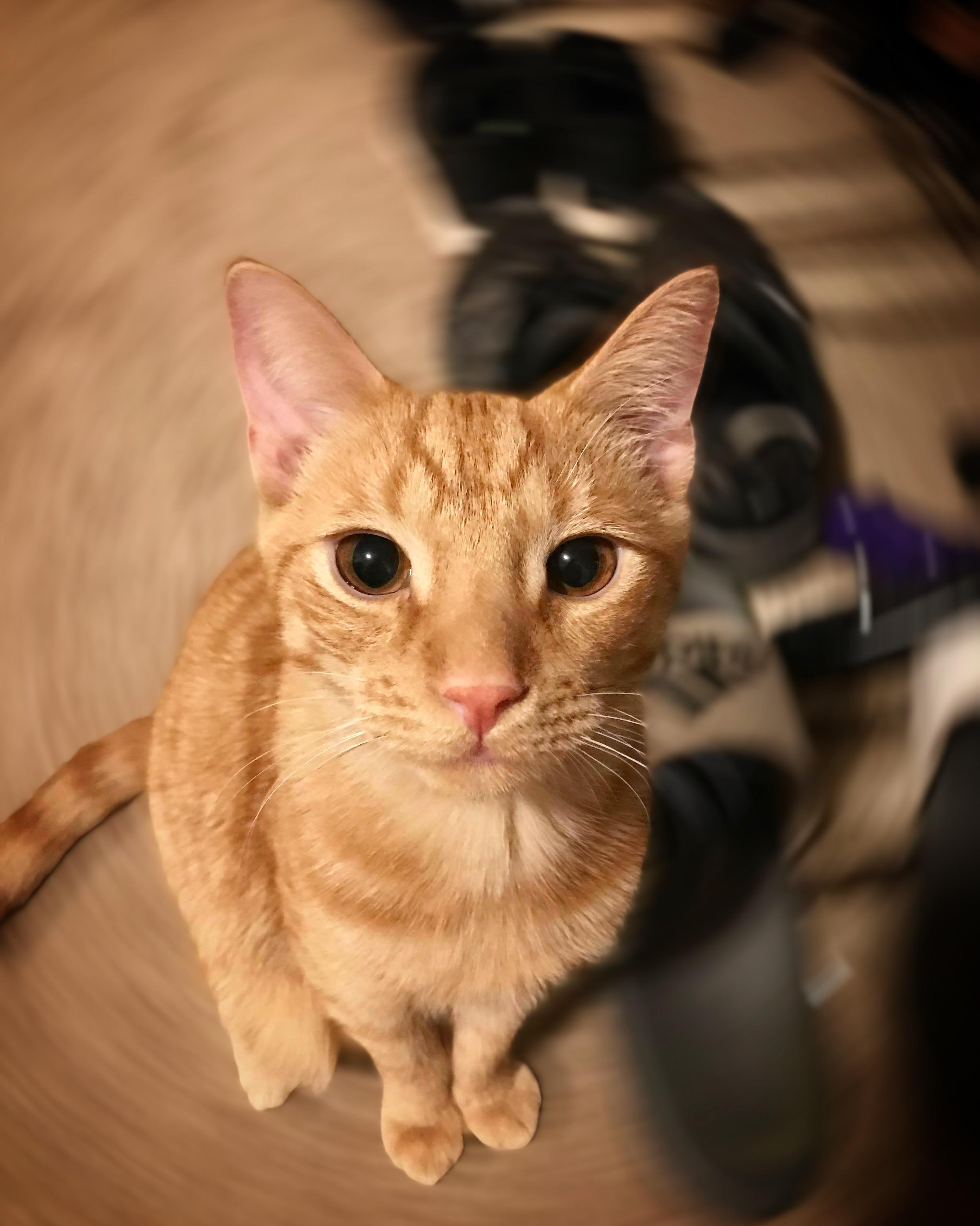 Mandarin 🍊(aka Manny) | Scrolller