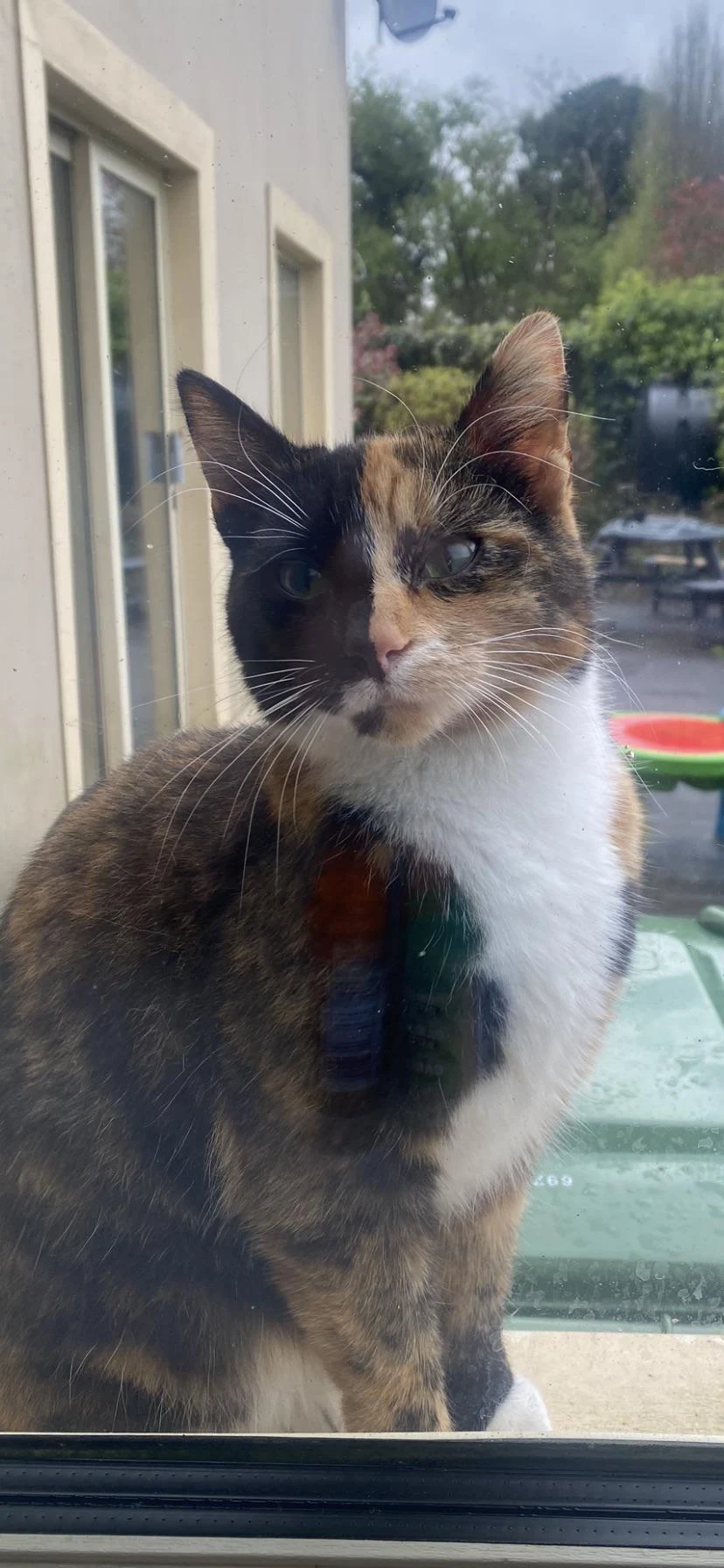 Have a stray cat calling to the house regularly. We’ve named him Harvey Dent | Scrolller