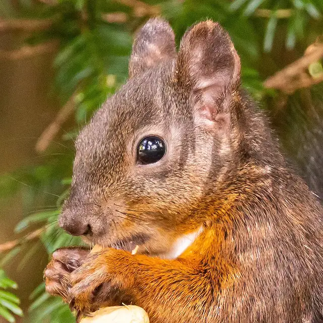 Discover more like Squirrels: So cute and Related Content | Scrolller