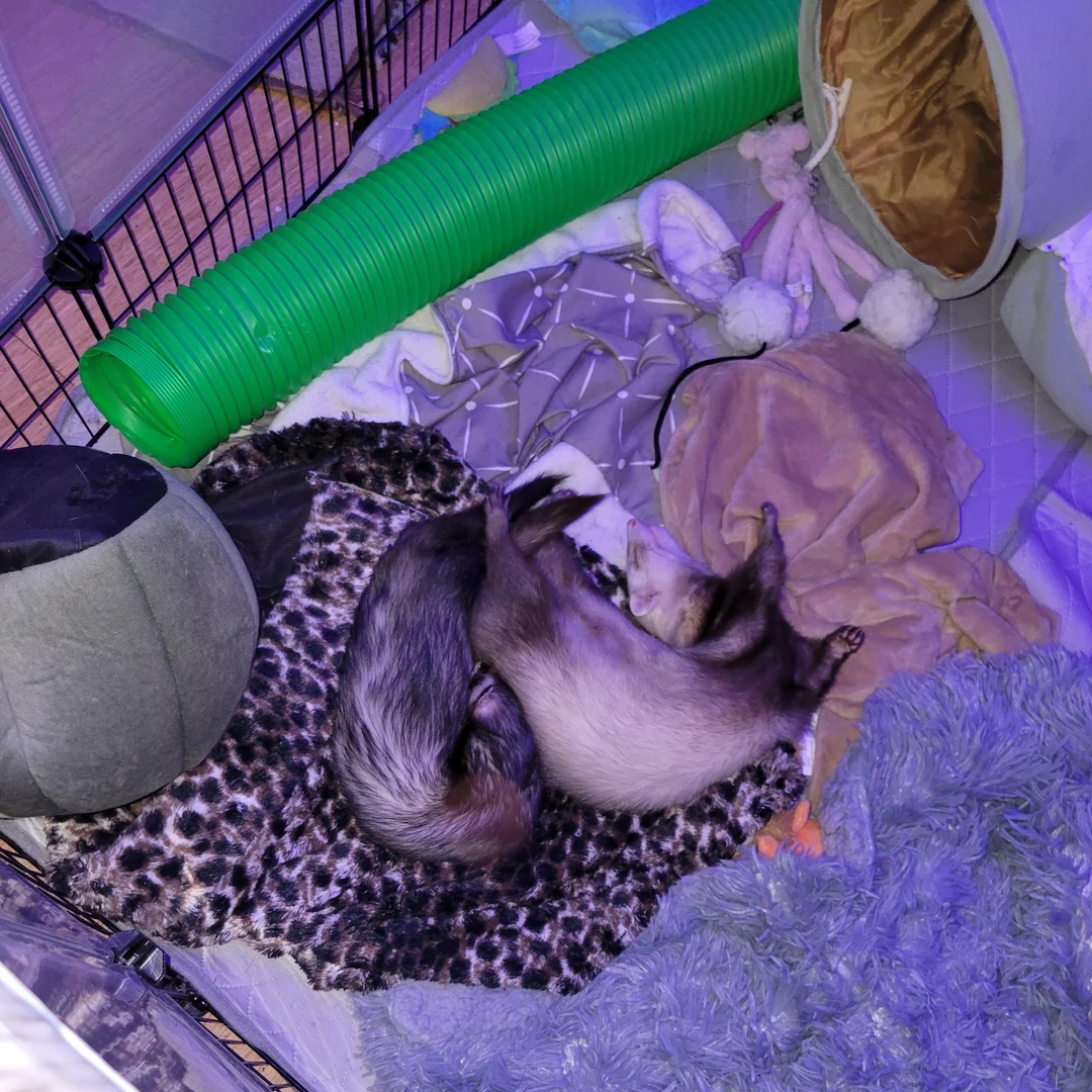 spineless sleepers Max and Millie. I love these goobers. | Scrolller