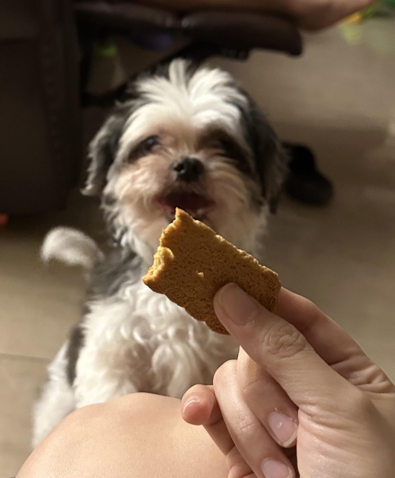 My little Cookie Monster | Scrolller