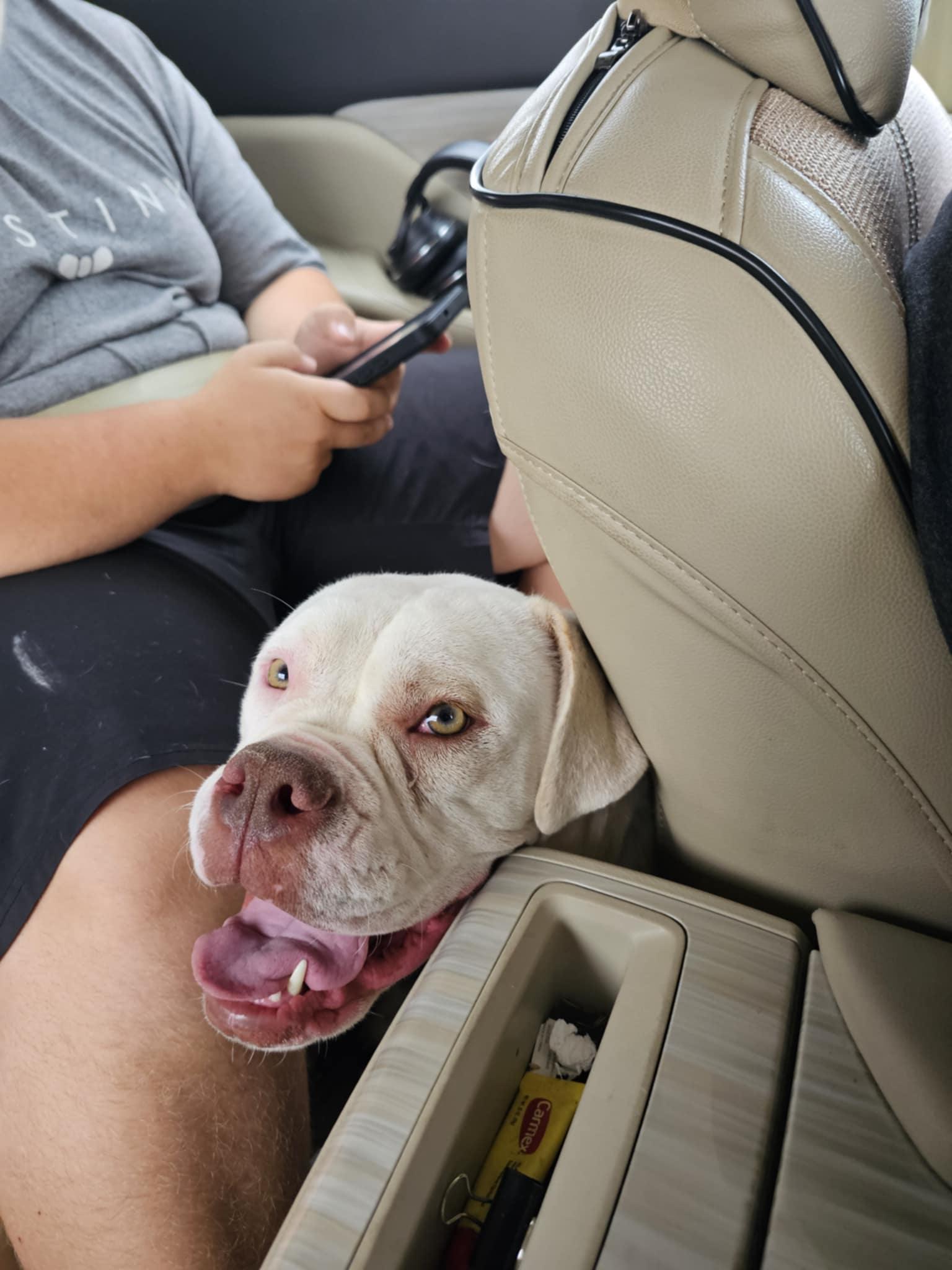 New pup! | Scrolller