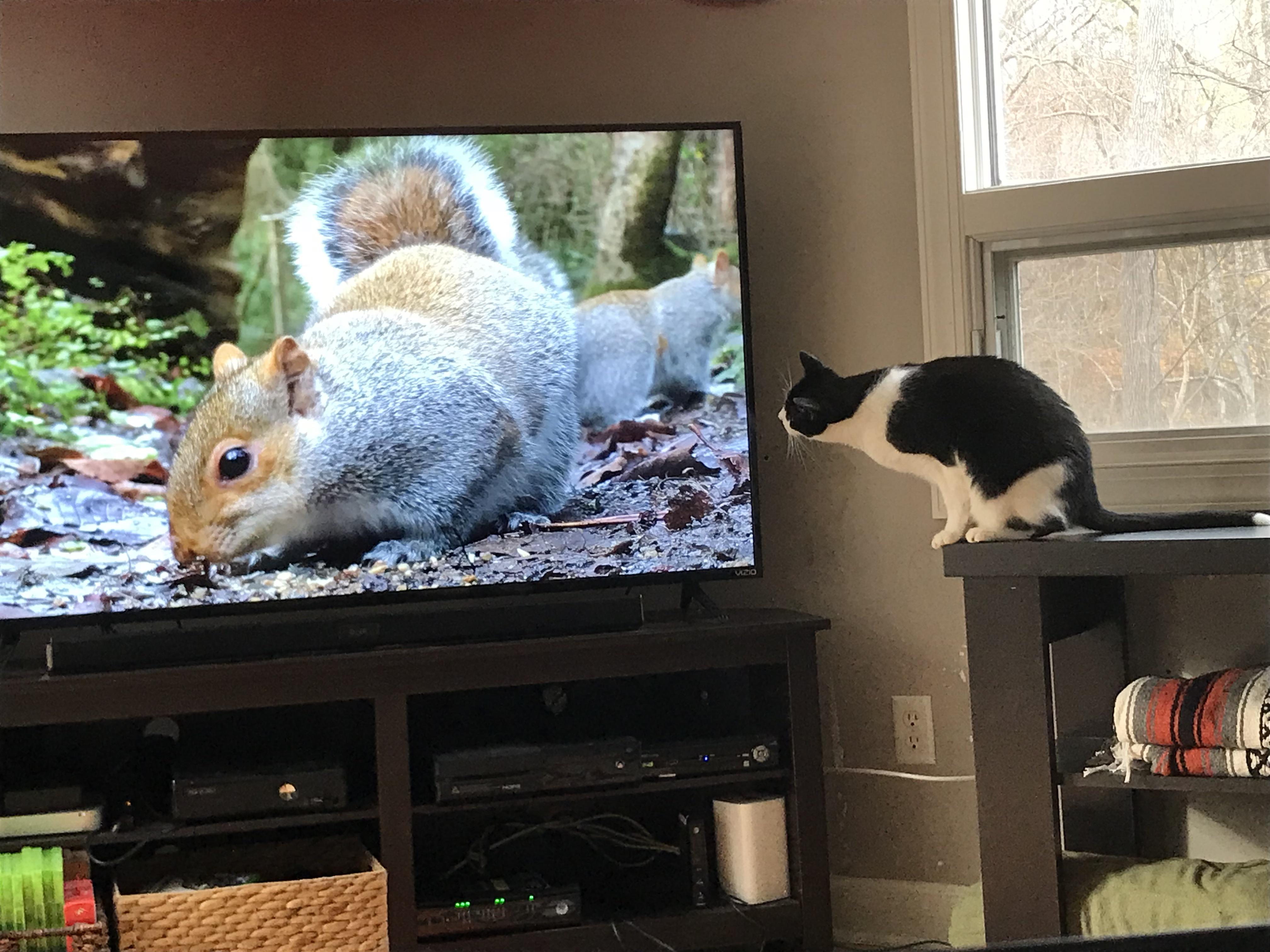 Here’s Moomin in utter disbelief at the size of the squirrel in the strange window. | Scrolller