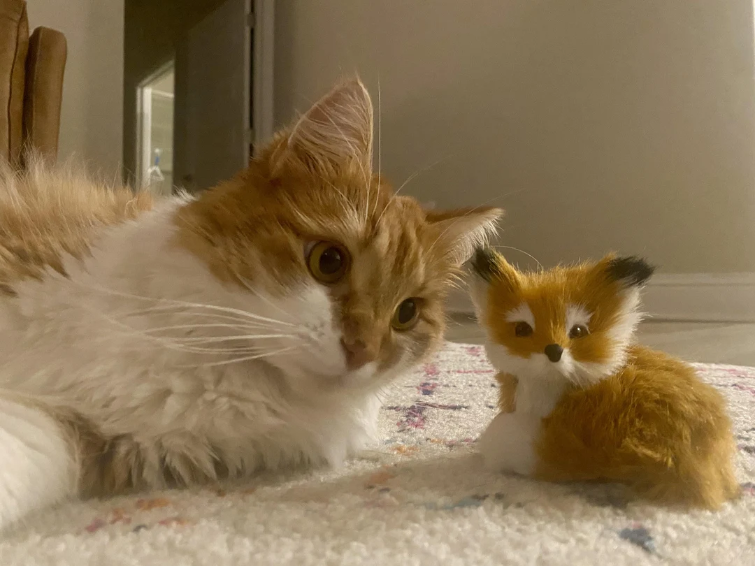 A couple of floofy foxes | Scrolller