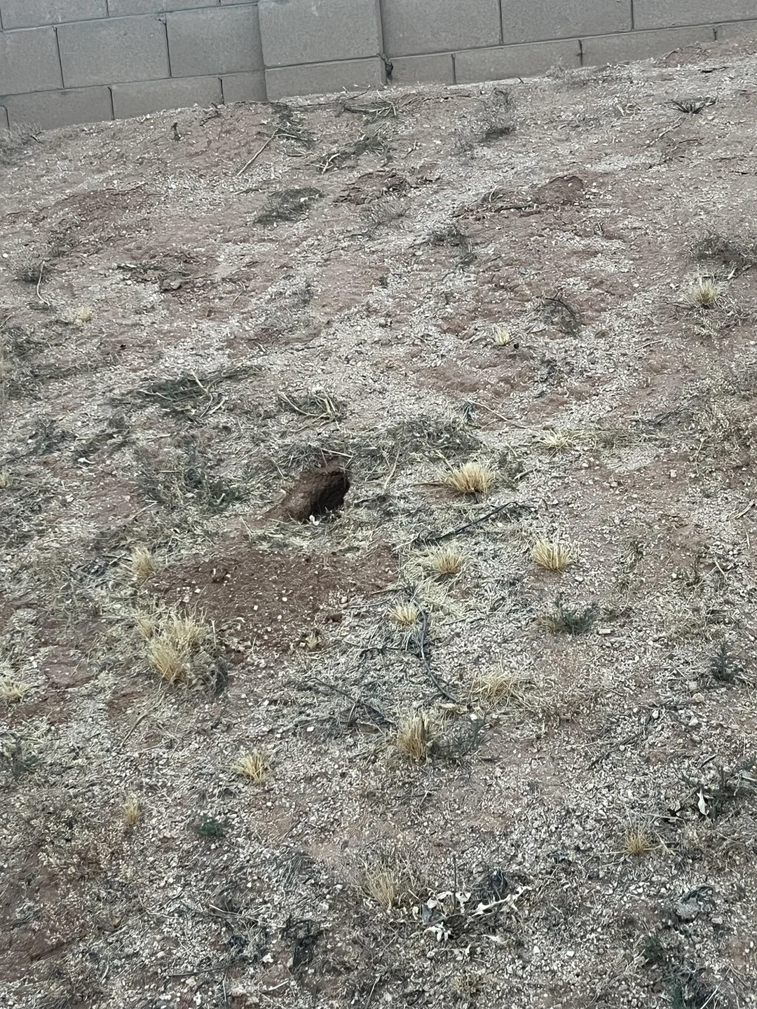 Mystery hole in yard | Scrolller