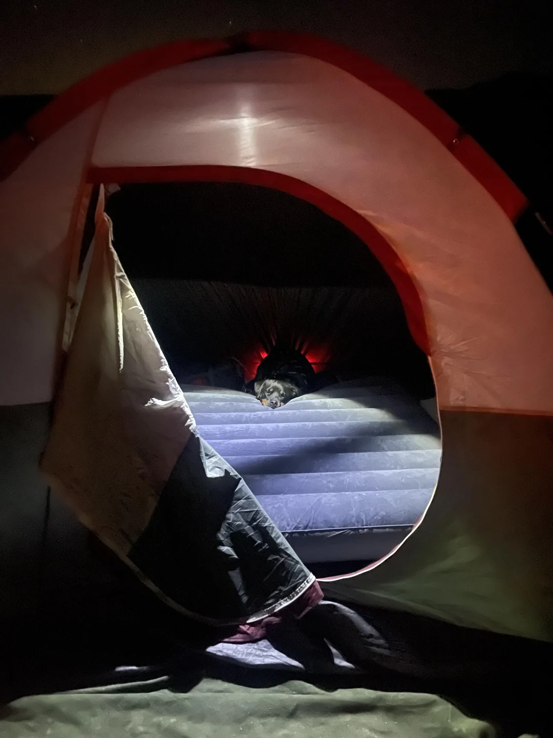 Camping Rottie | Scrolller