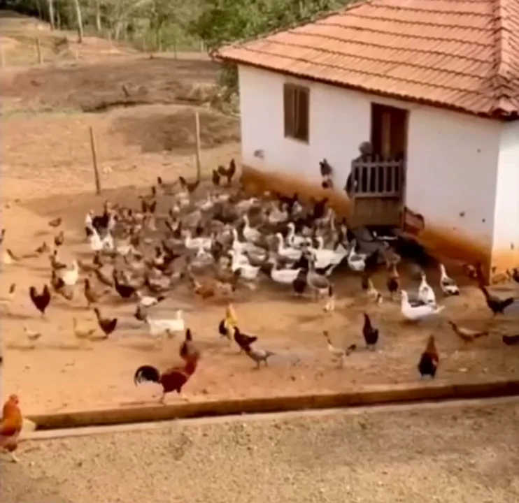 Farm Mosh Pit Scrolller