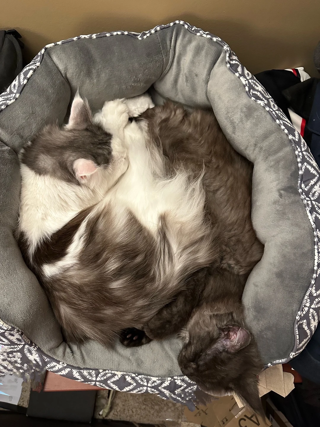 The Yin And Yang of MC Floof | Scrolller