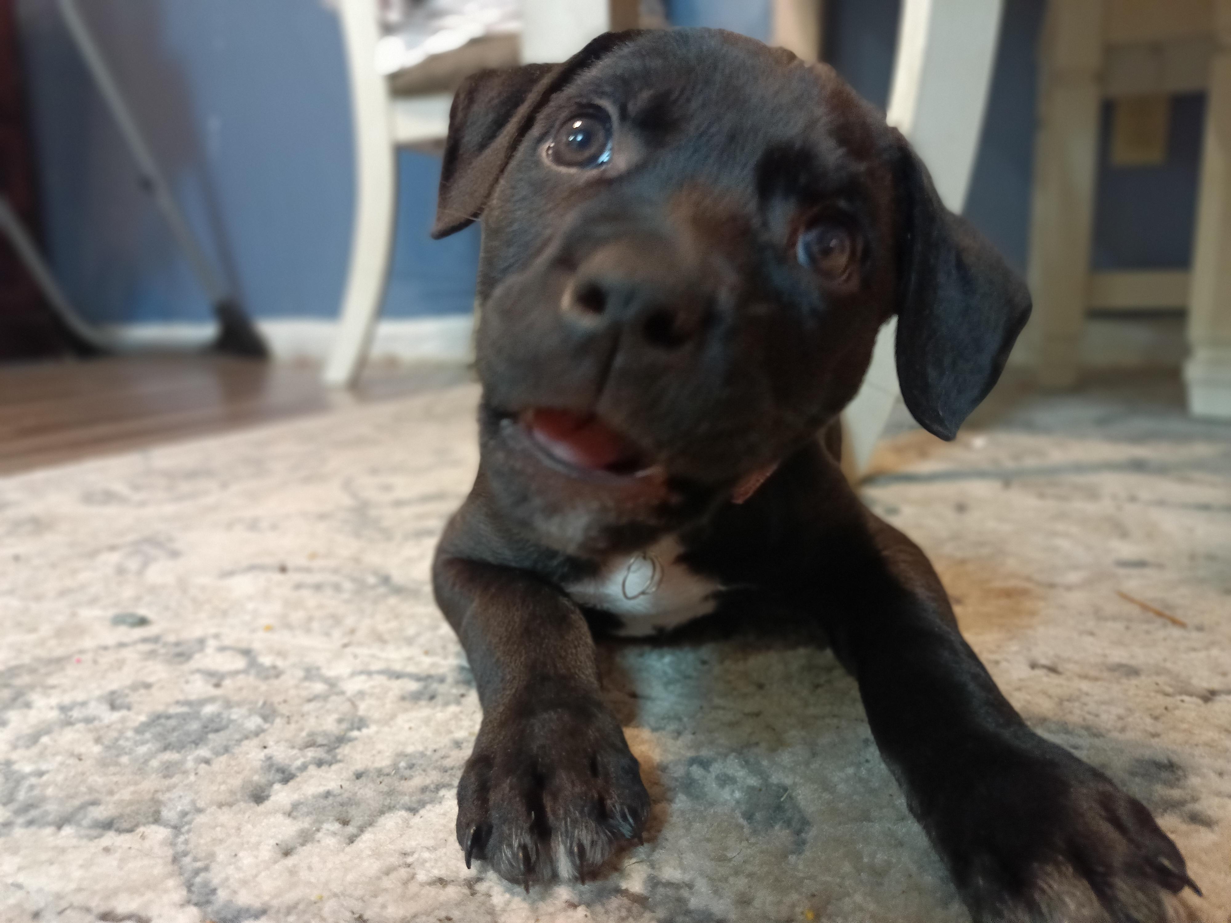 📸 🐕-derp | Scrolller