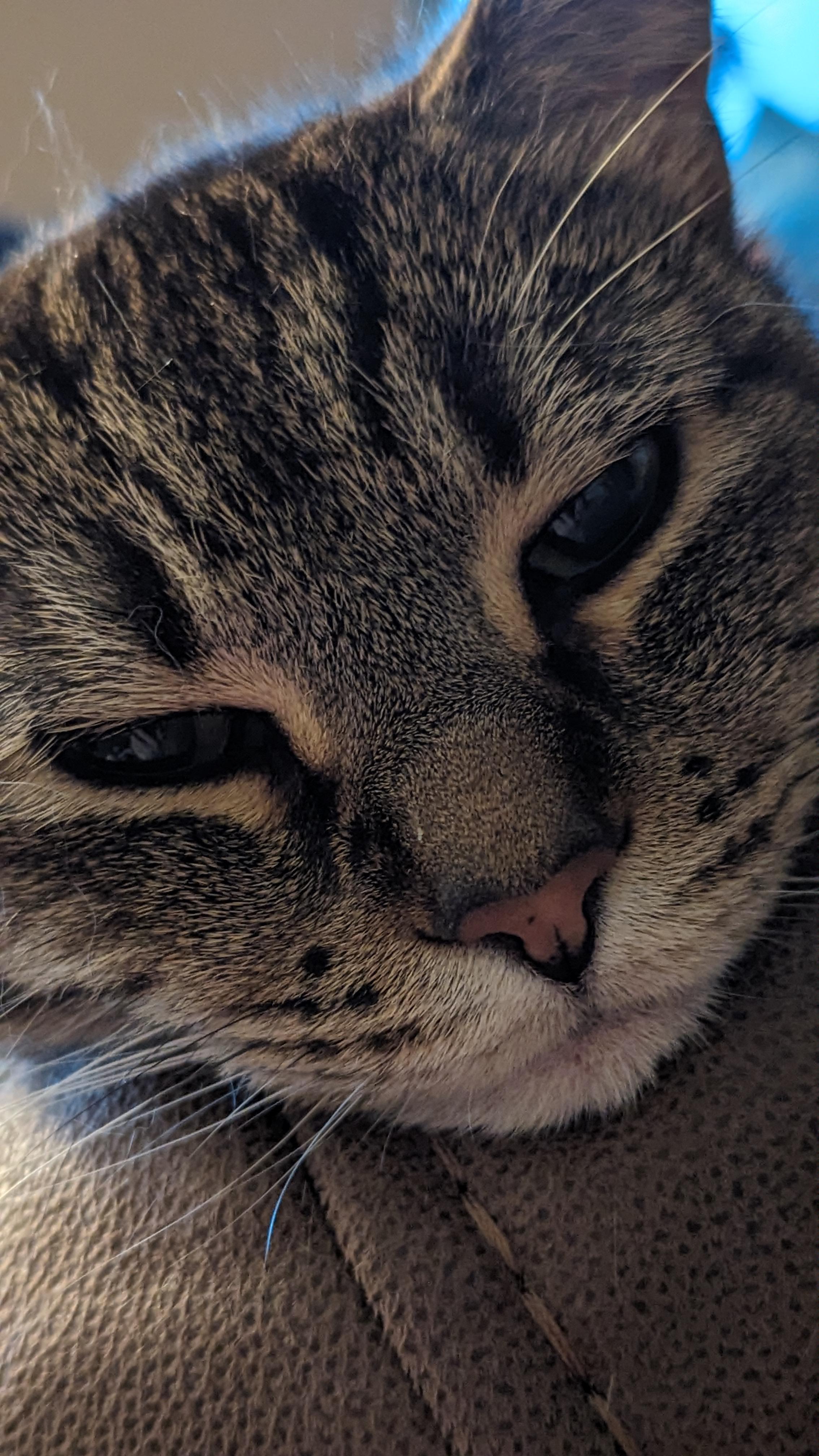 Basil being sleepy | Scrolller