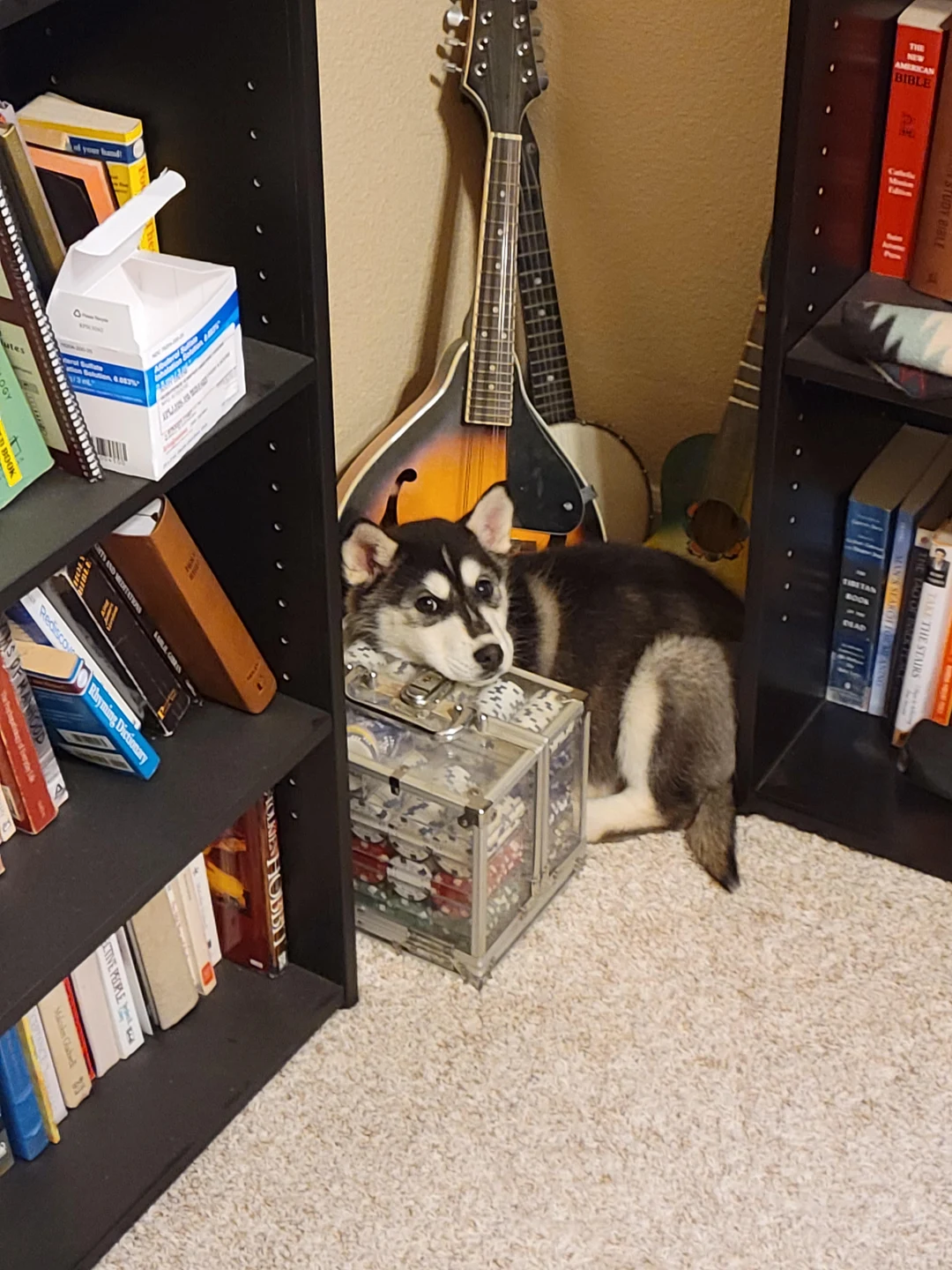 Meet Nala | Scrolller