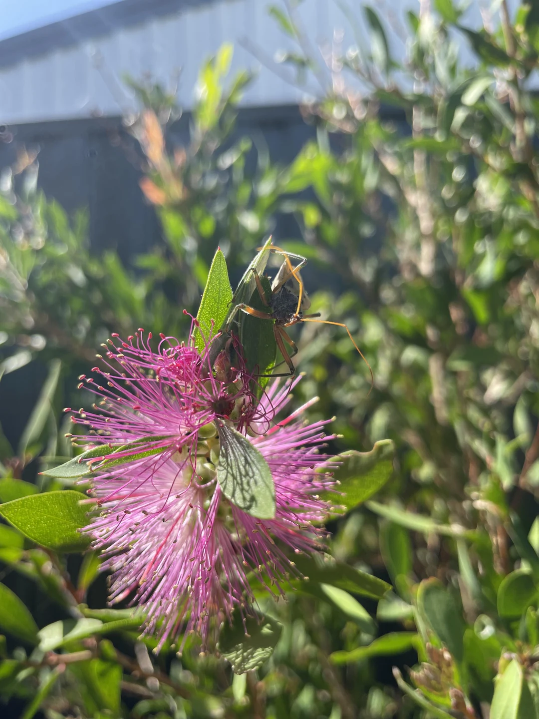 What is this bug? | Scrolller