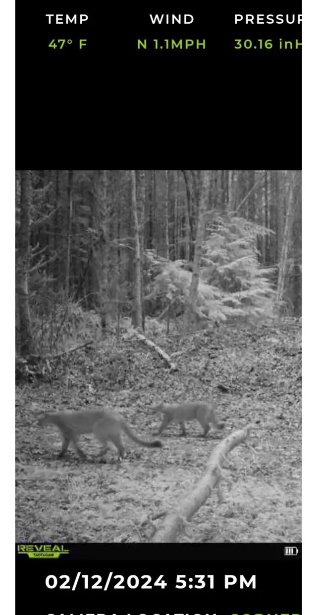 Out on the prowl | Scrolller