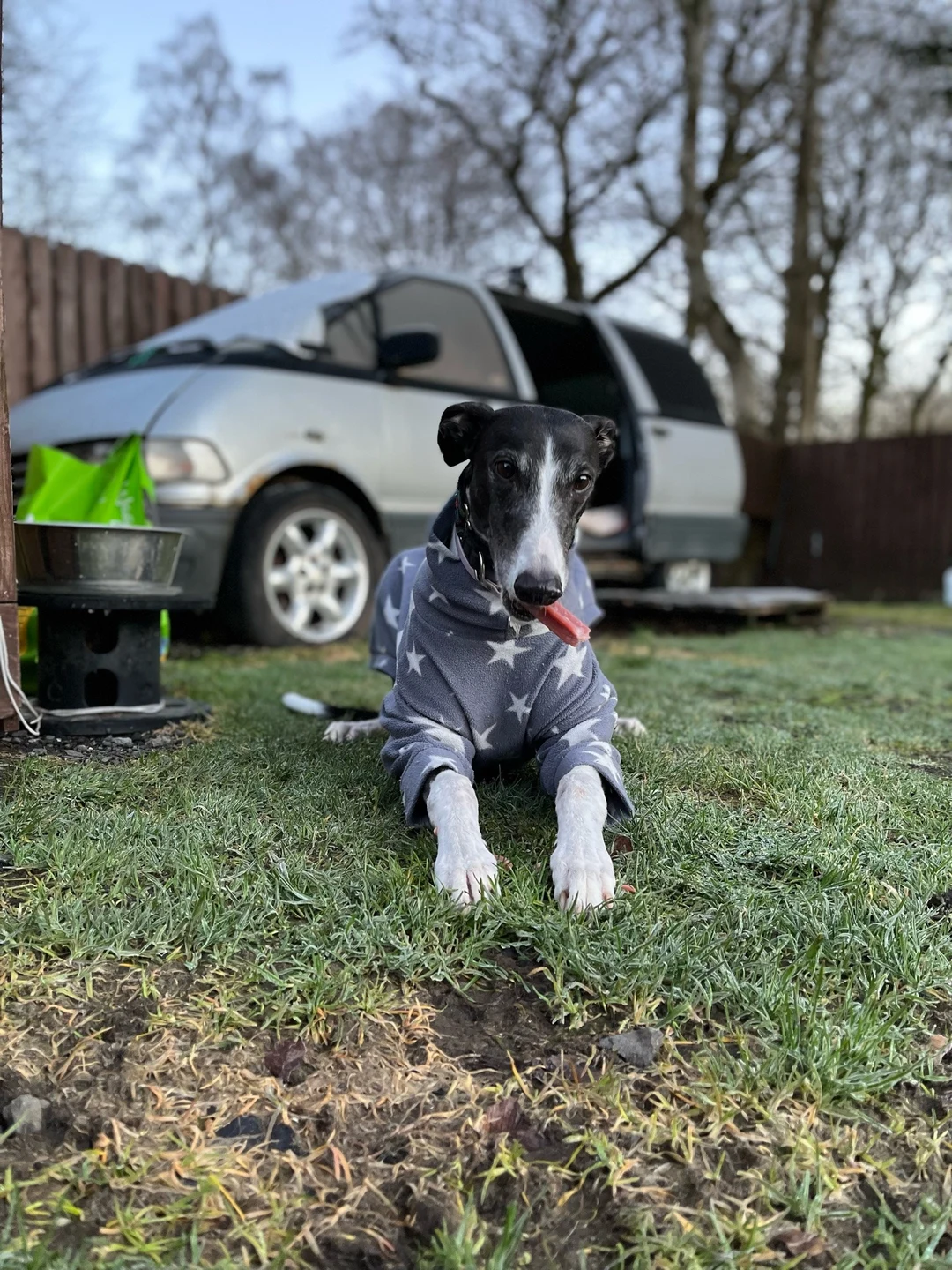 Discover more like Greyhounds: Isla and Related Content | Scrolller