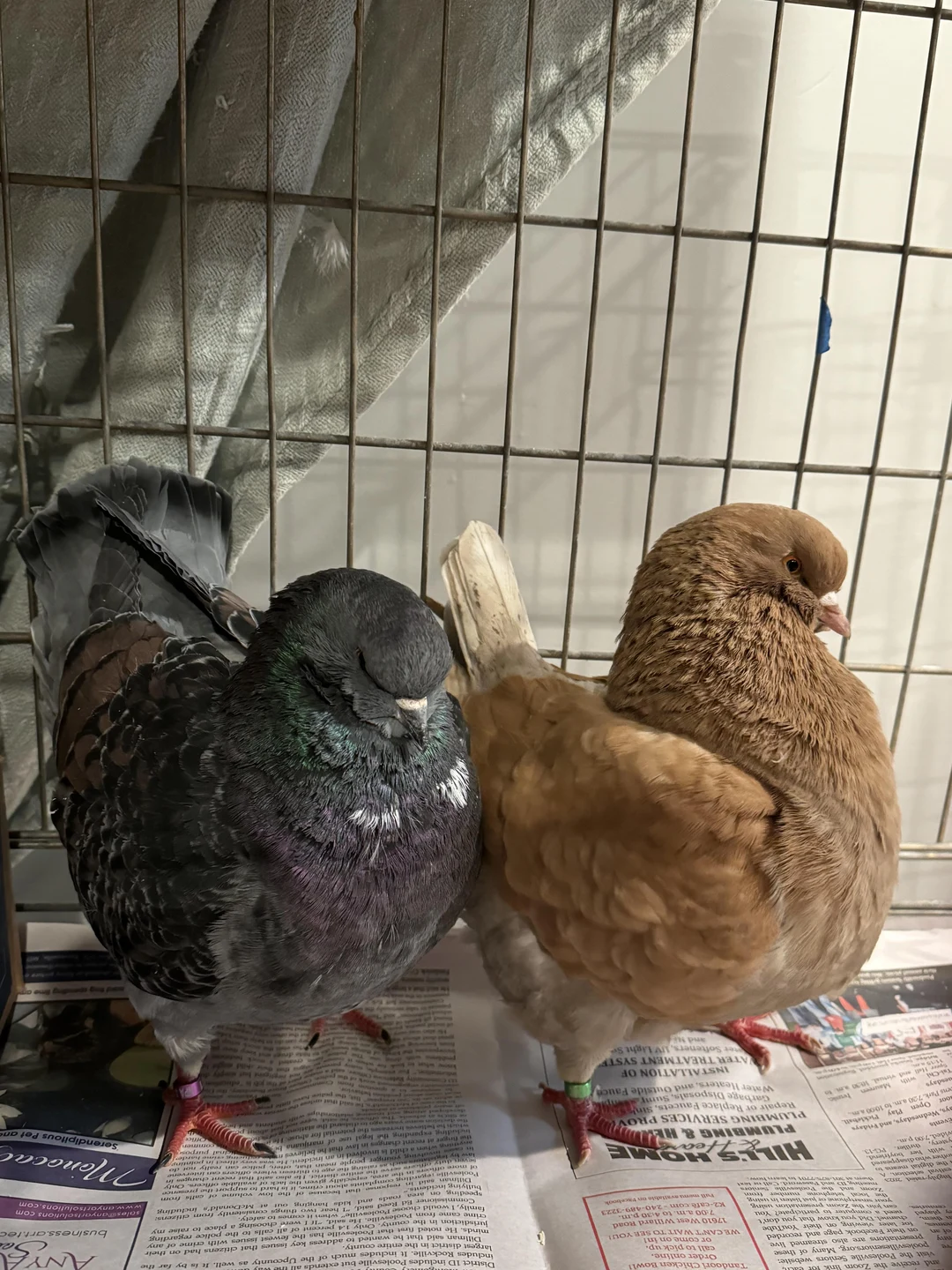 Modena Pigeon. | Scrolller