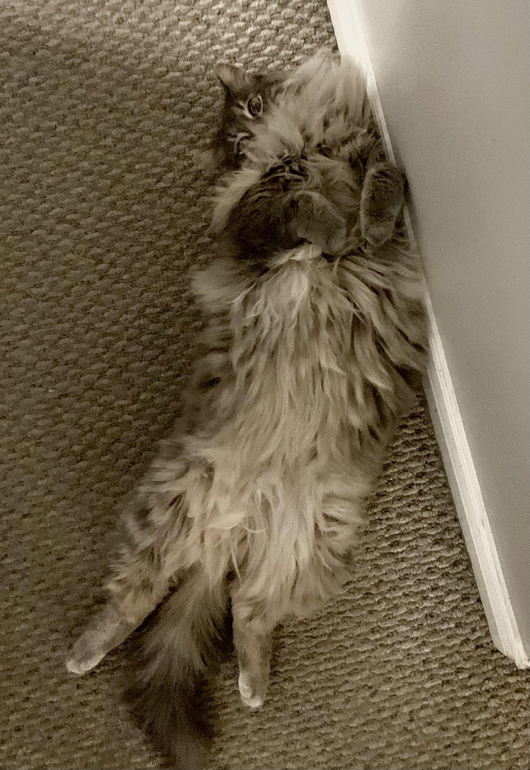 Major Neck Floof | Scrolller