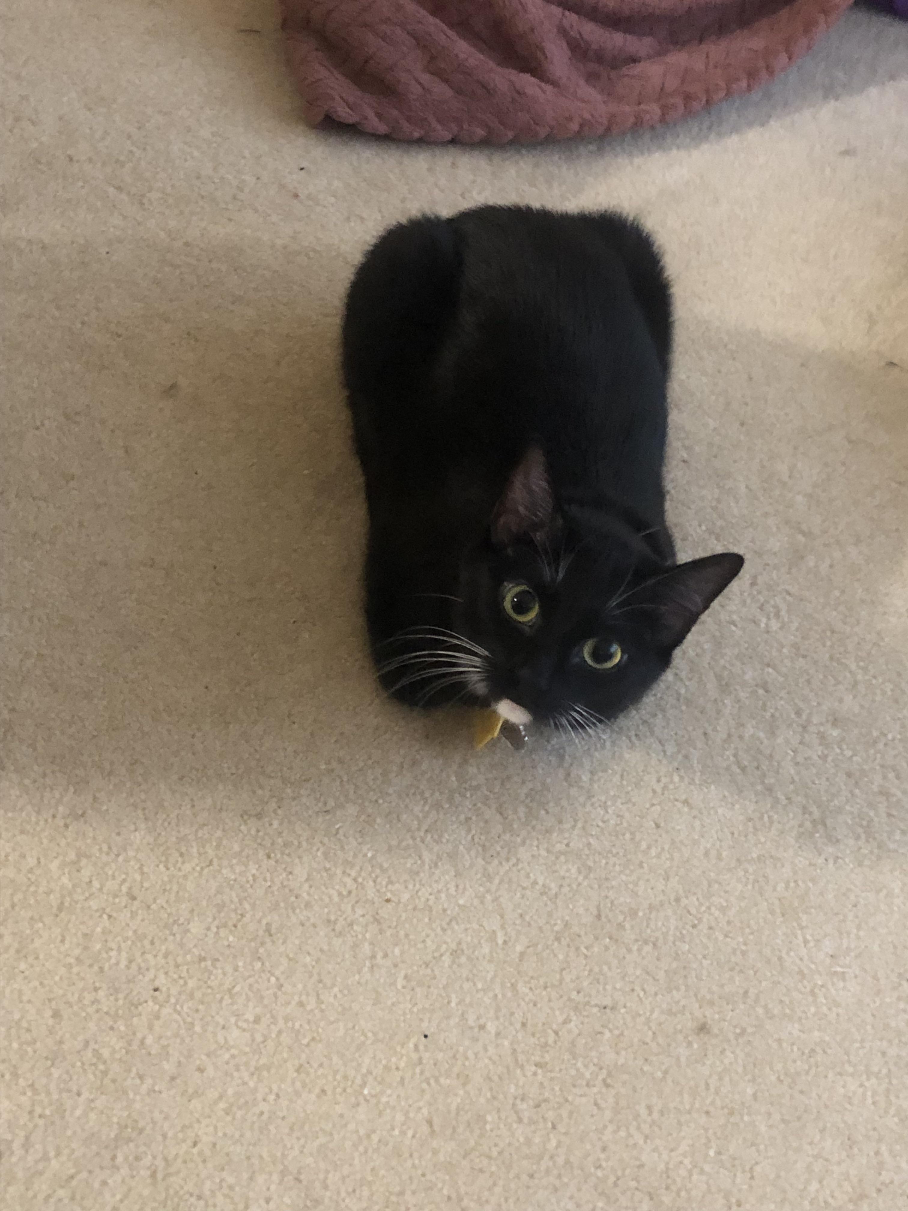 Curious loaf! | Scrolller