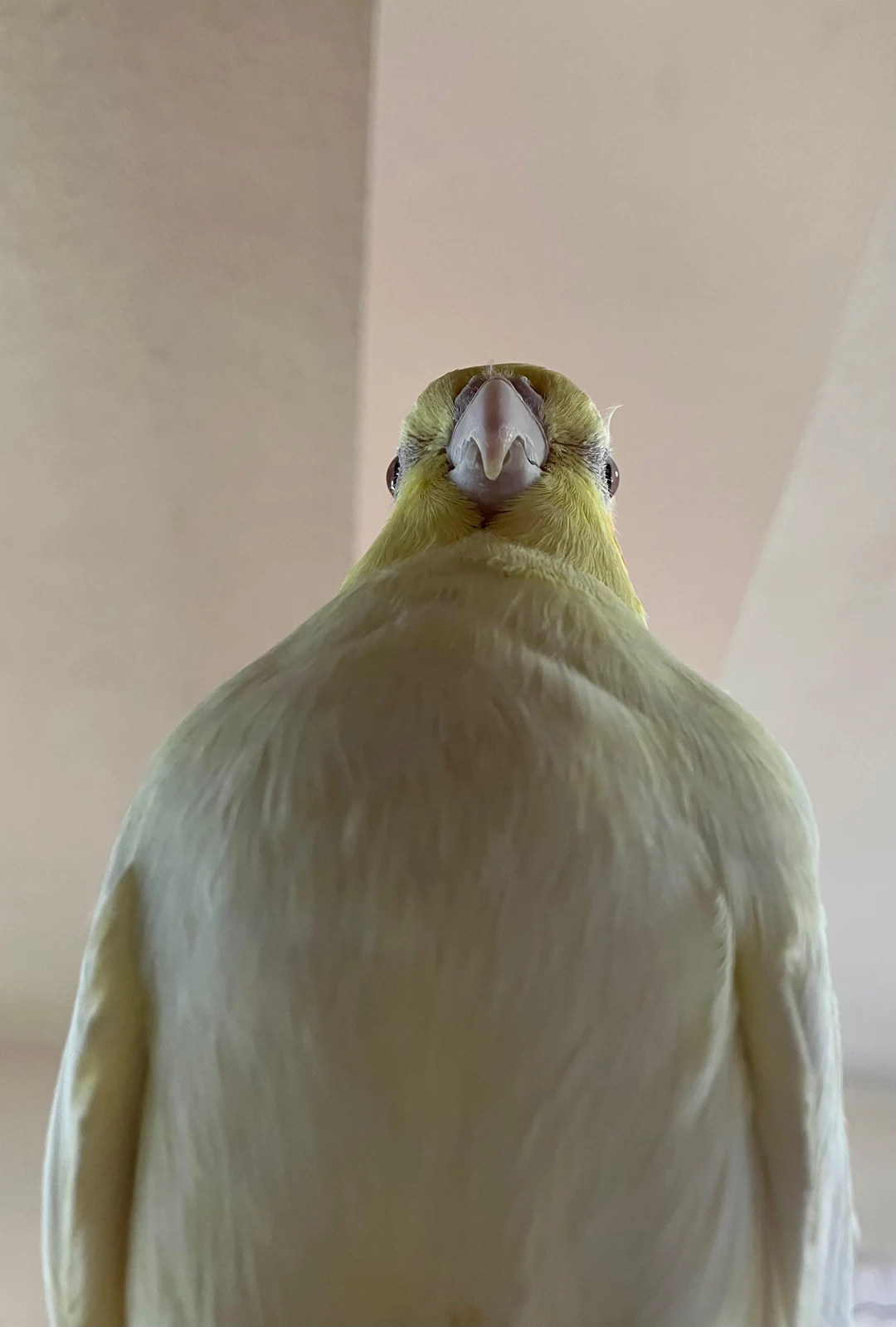 Her name is Baby Bird | Scrolller