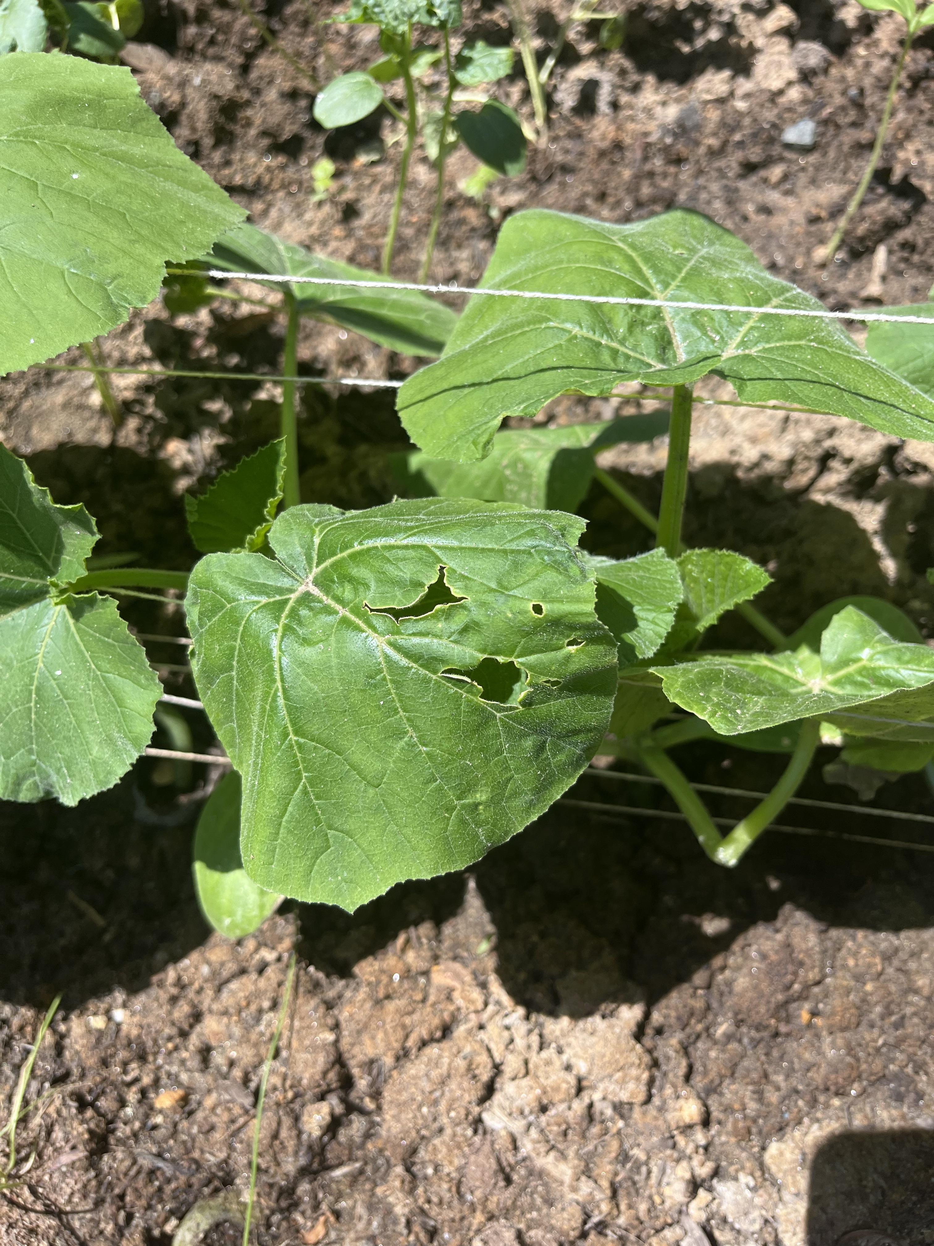 What’s leaving holes in my pumpkin leaves? | Scrolller