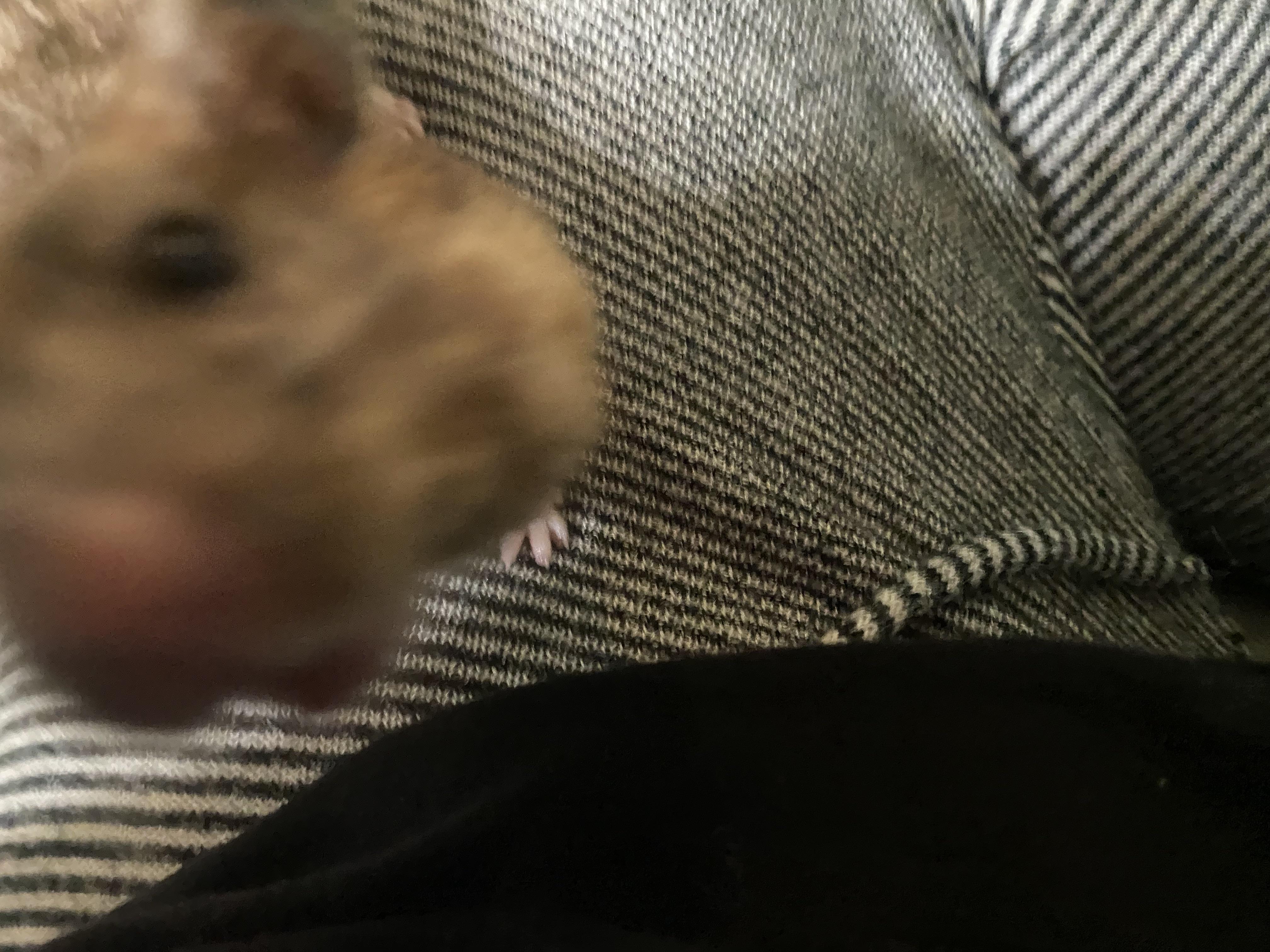 Accurate depiction of what it’s like trying to take a picture of your hamster | Scrolller