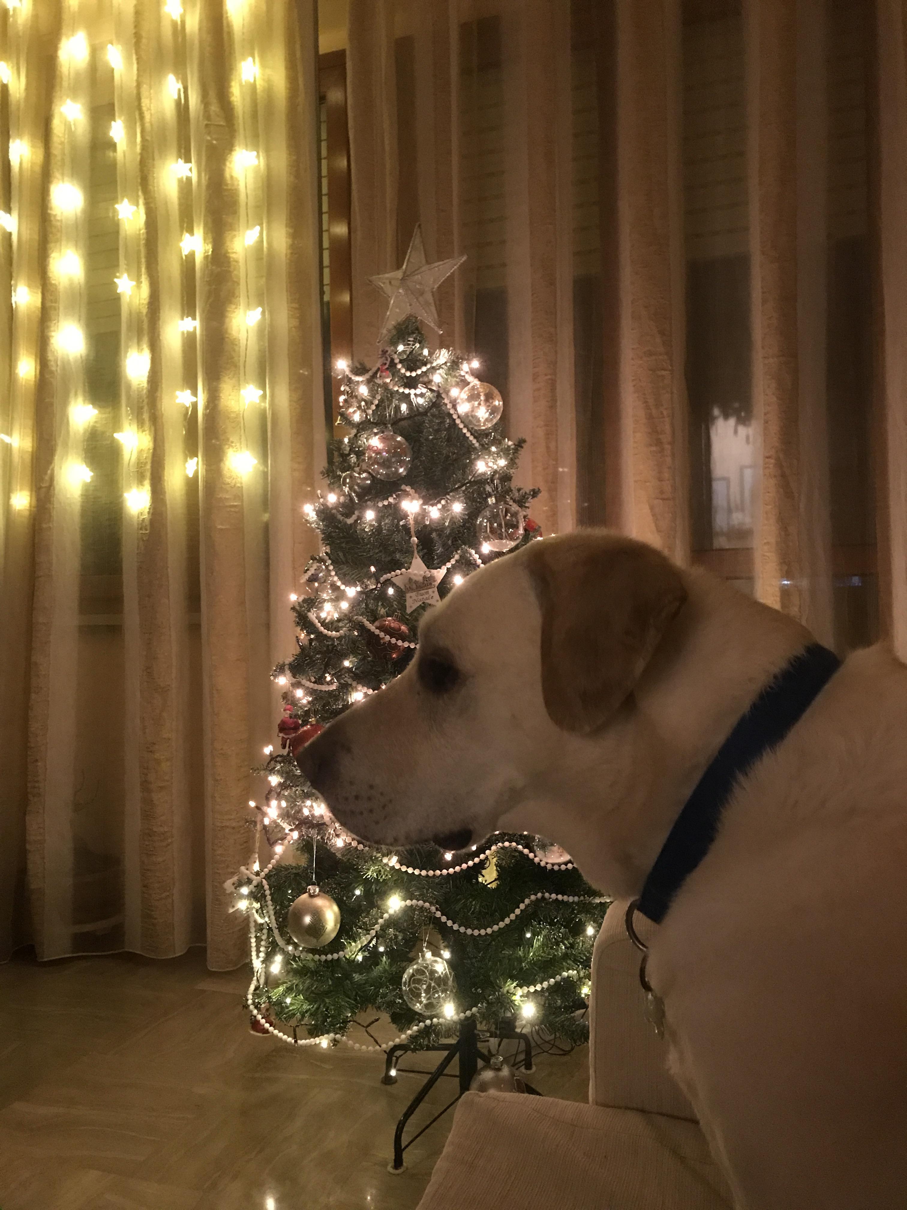 The Light of all the lights: my beloved Lab | Scrolller