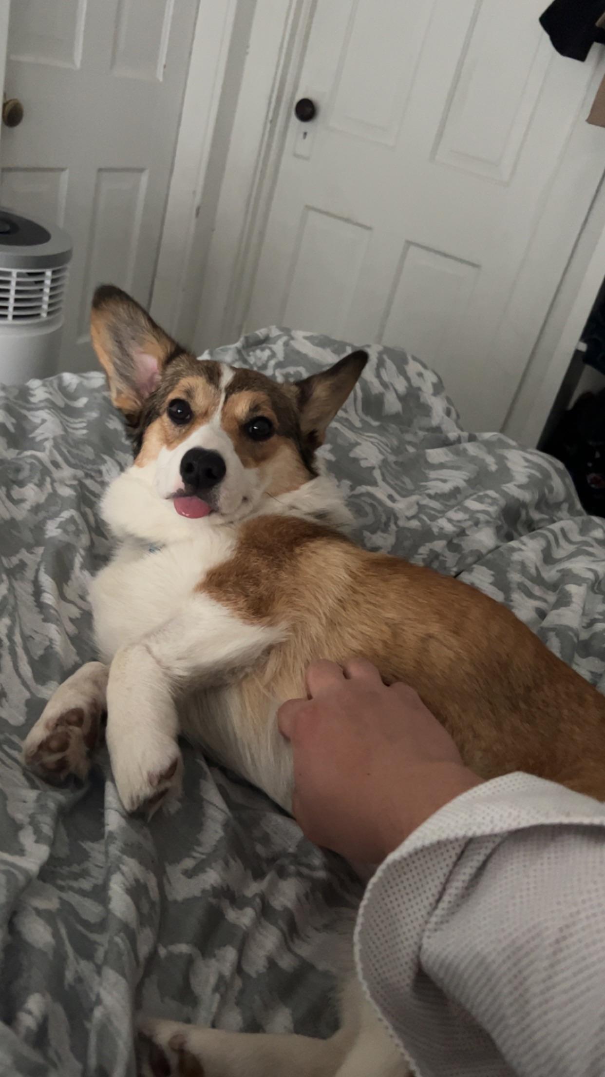 Trouble with corgi behavior | Scrolller