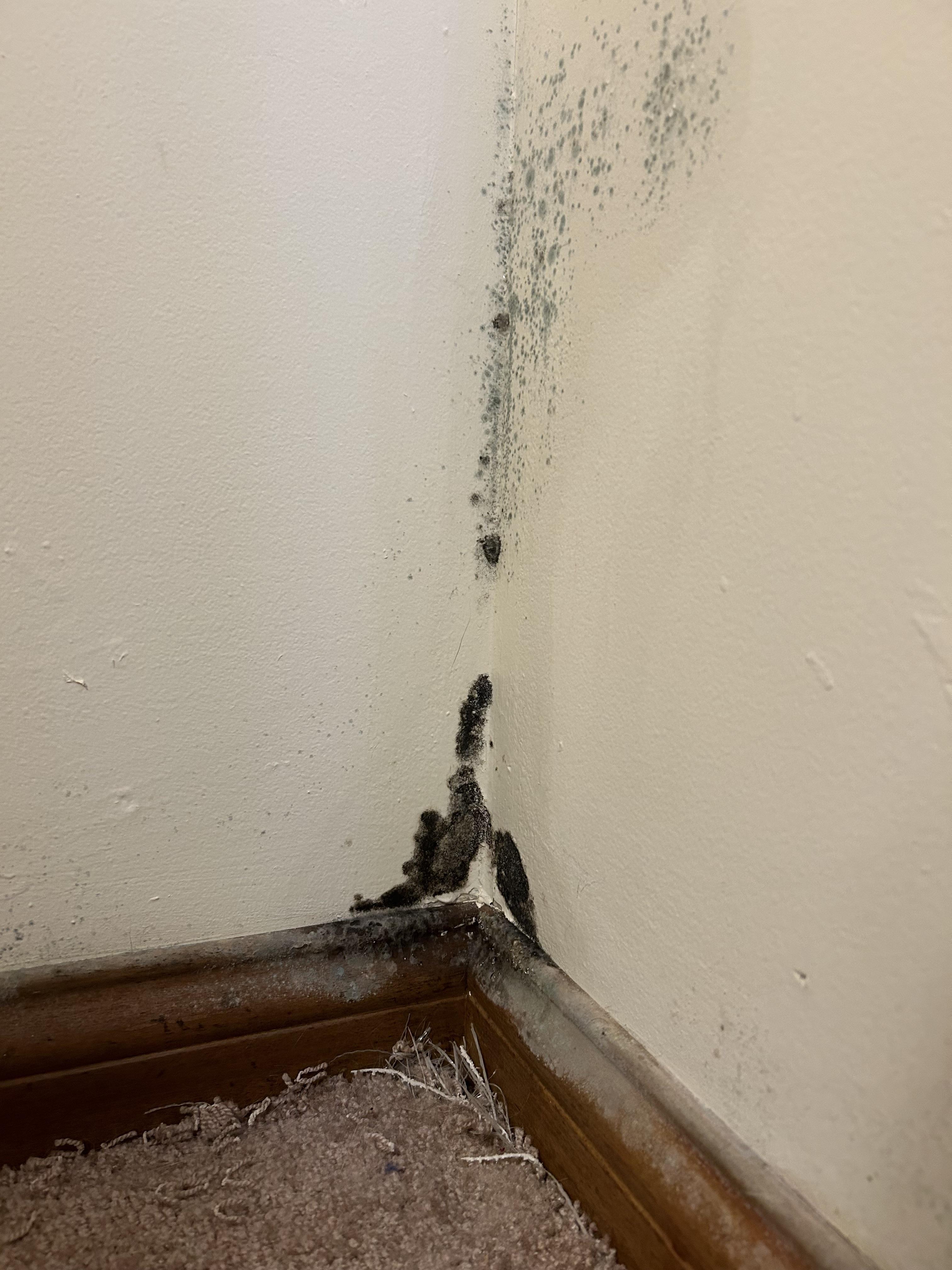 Does this look like mold? | Scrolller