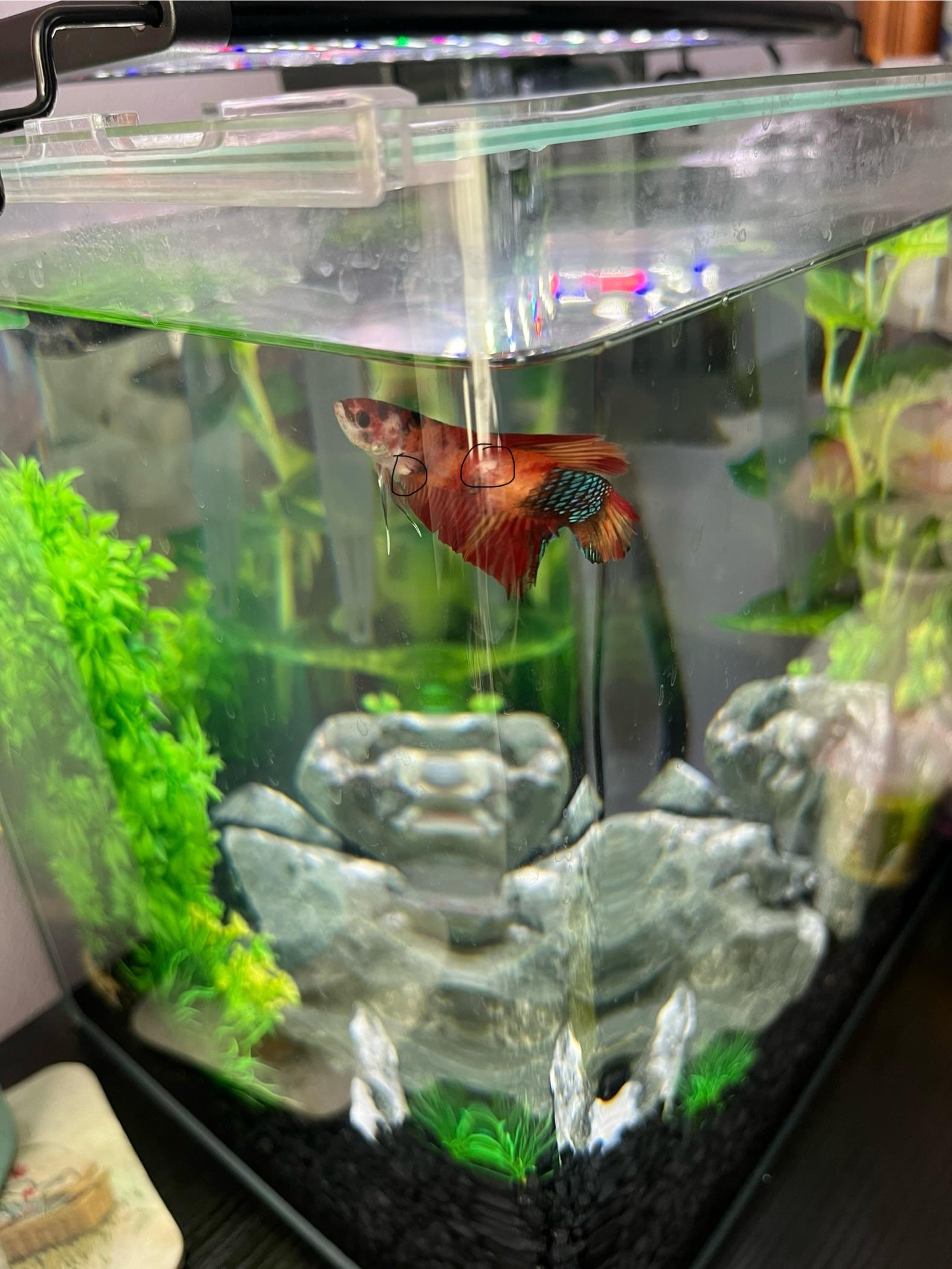 What’s wrong with my betta and how do I fix it? | Scrolller