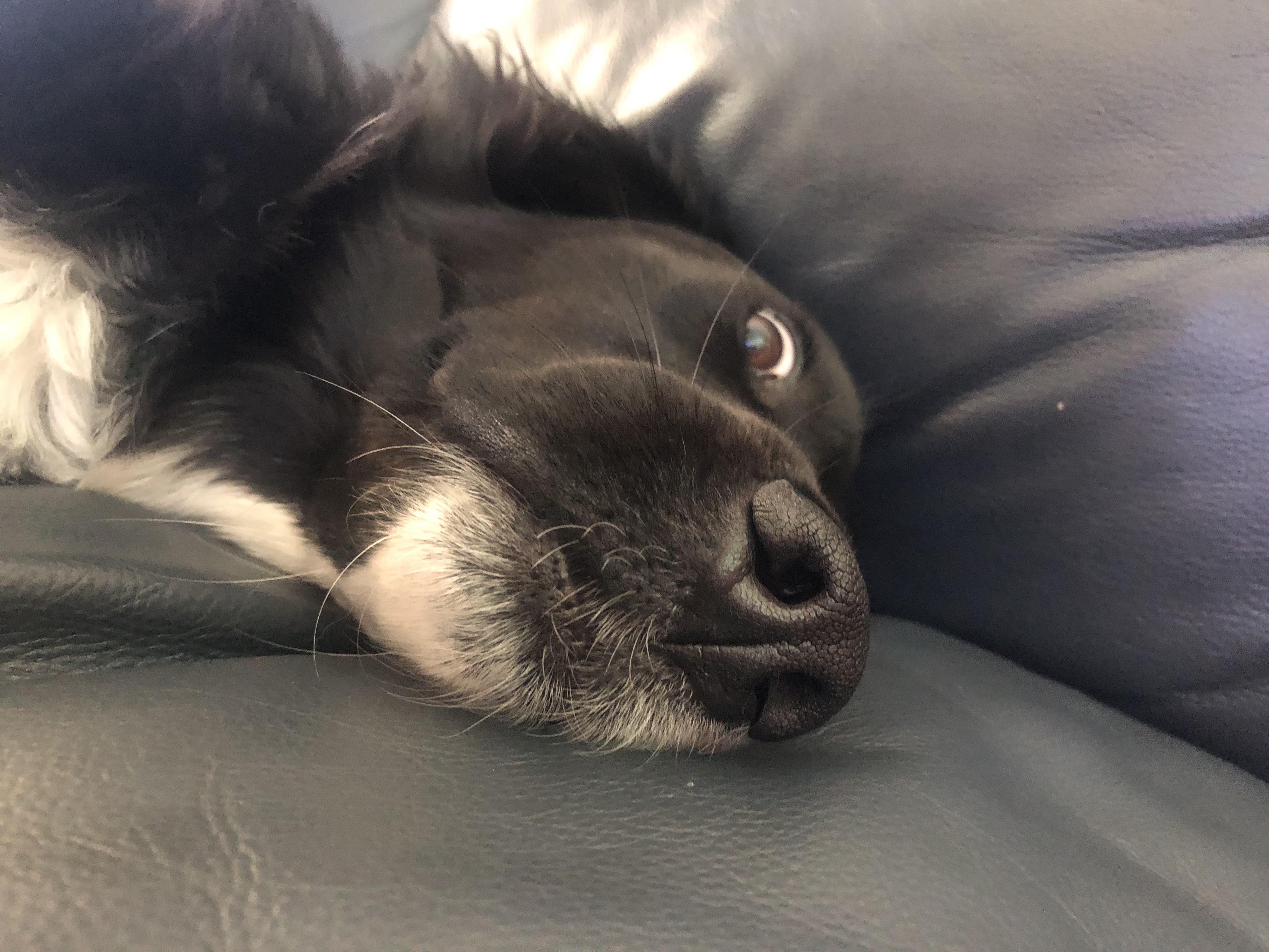 Caught me taking pictures and then demanded belly rubs | Scrolller