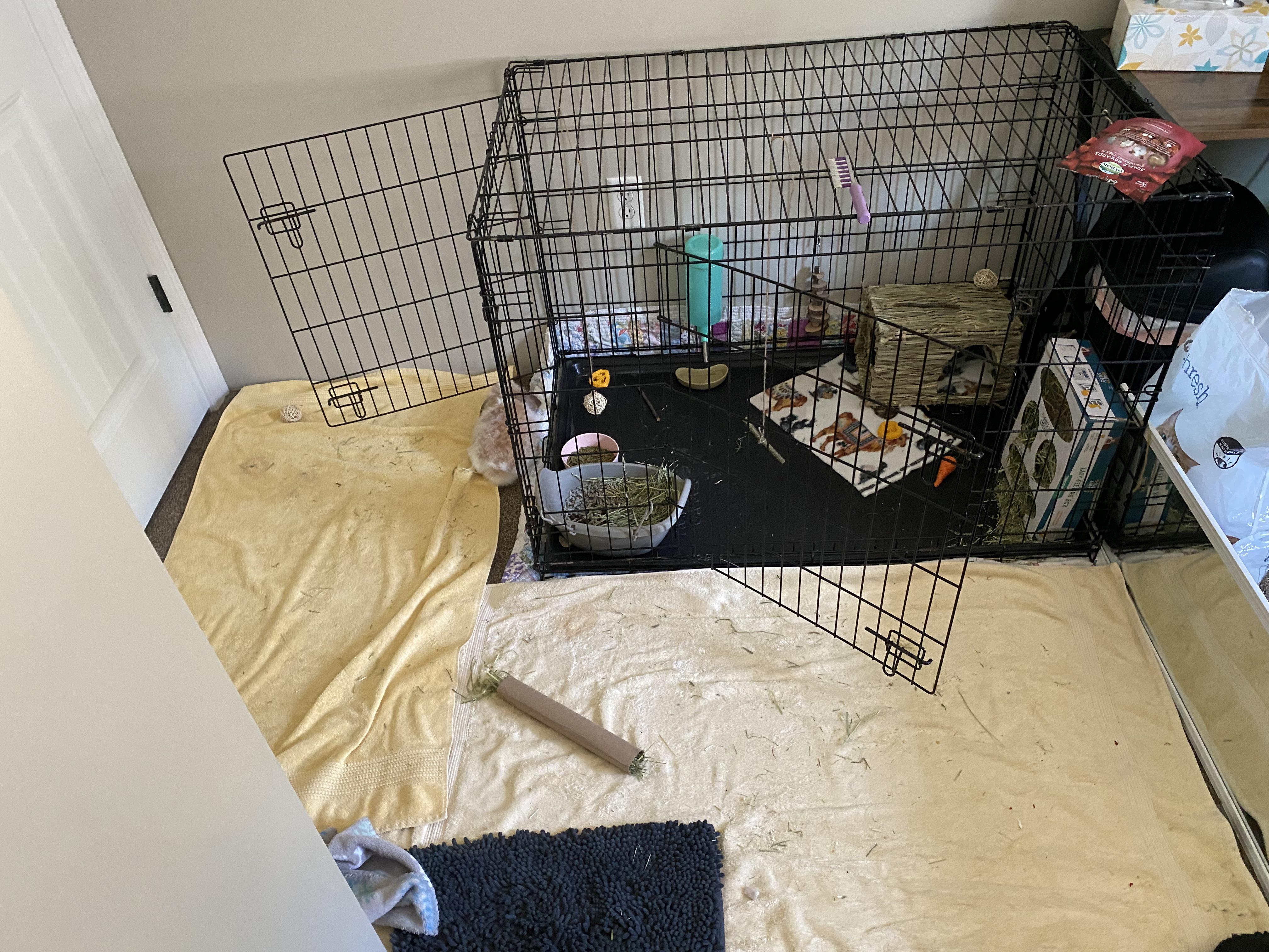 New bunny owner help! | Scrolller