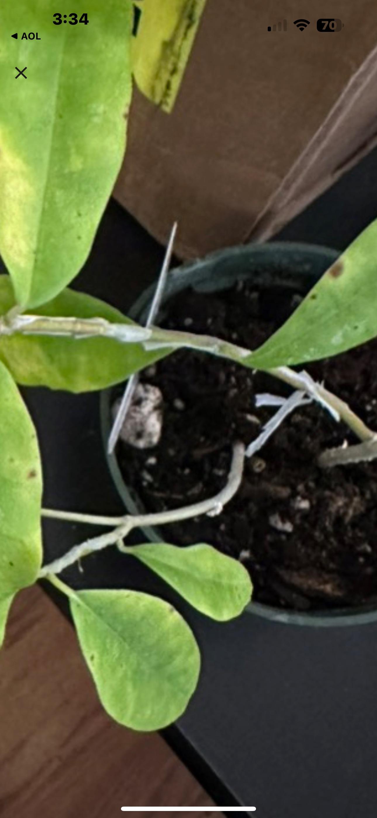 Hoya summannaniana | Scrolller