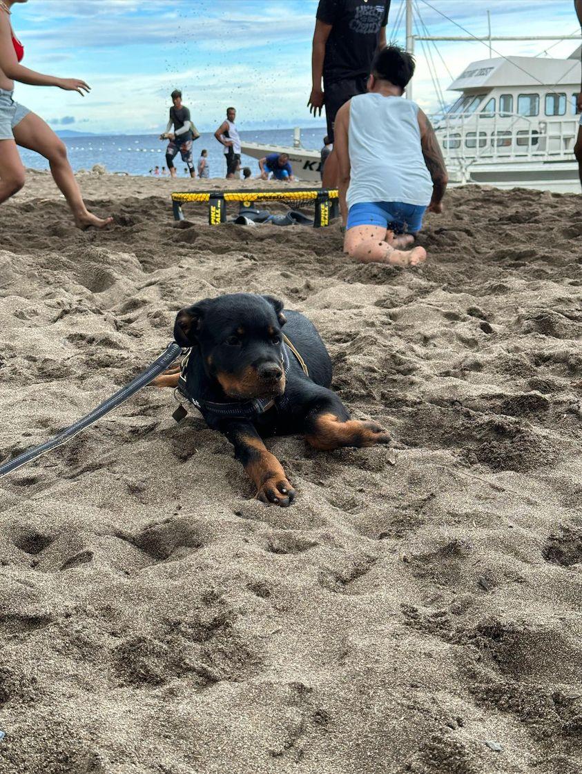 Rocky on his first beach day 🐕 🐾 | Scrolller
